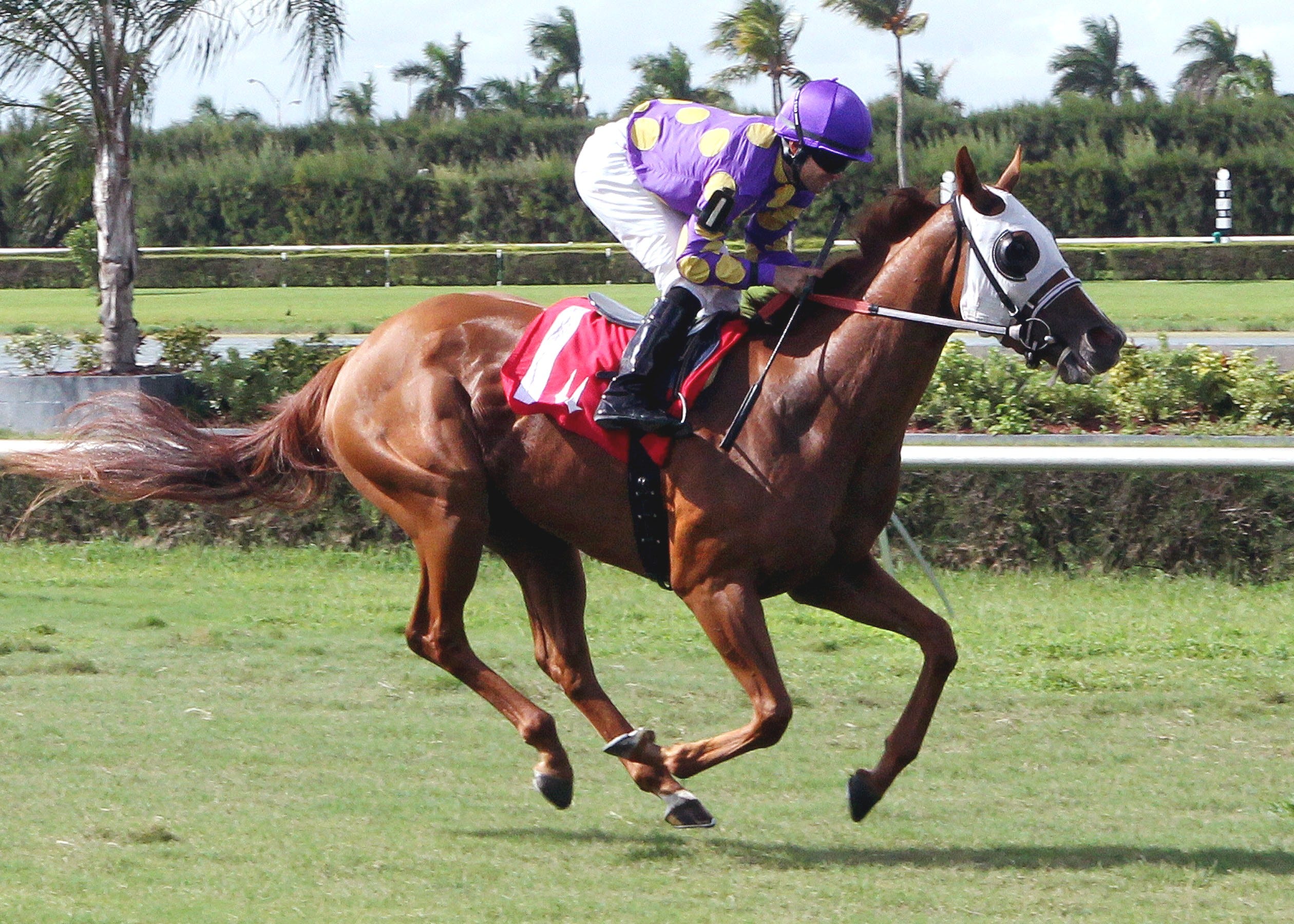 Calder: Awesome Belle cruises on lead in Judy's Red Shoes over soft going