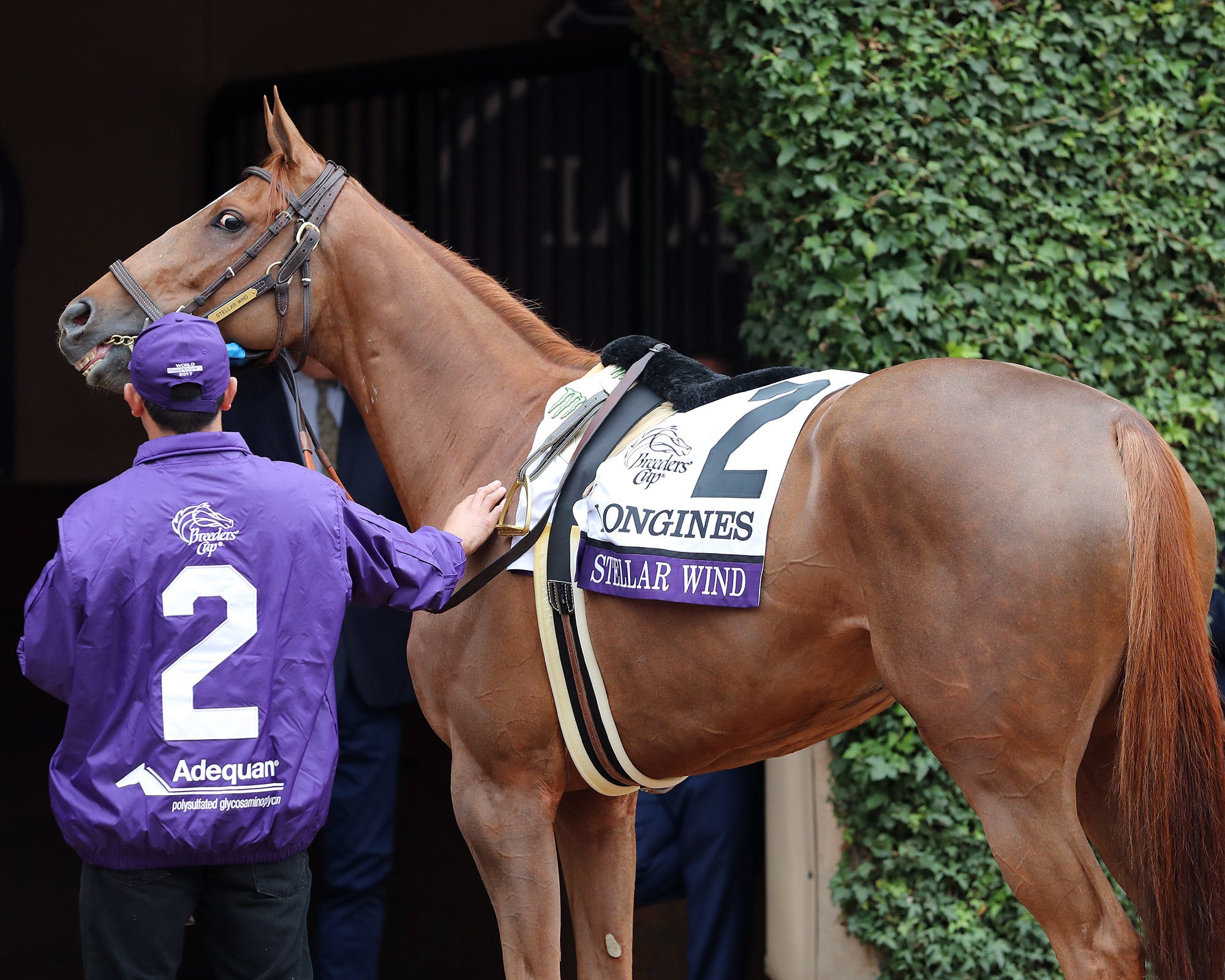 Stellar Wind remains on track for Pegasus World Cup