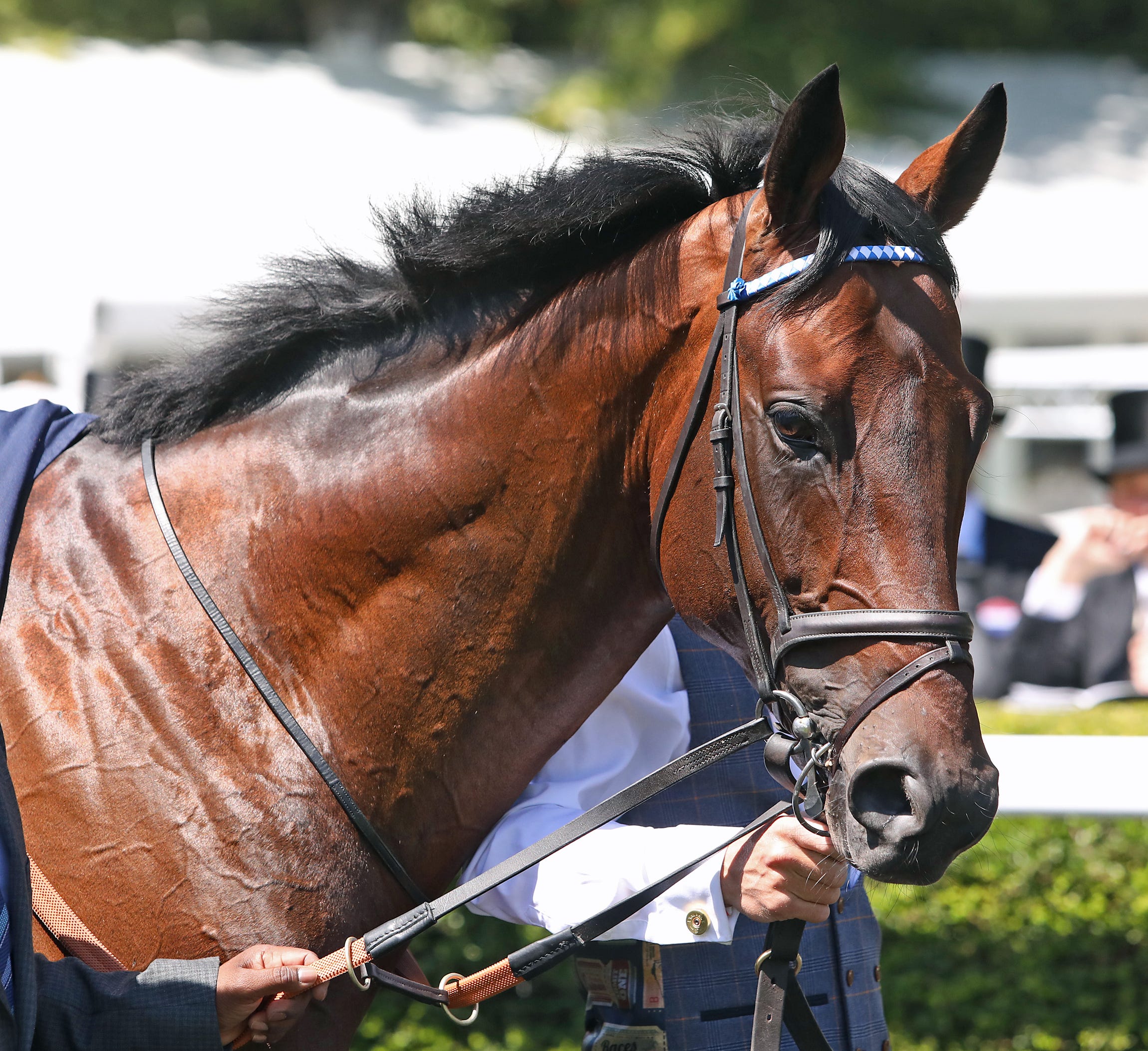 Baaeed simplemente sensacional en el Juddmonte International