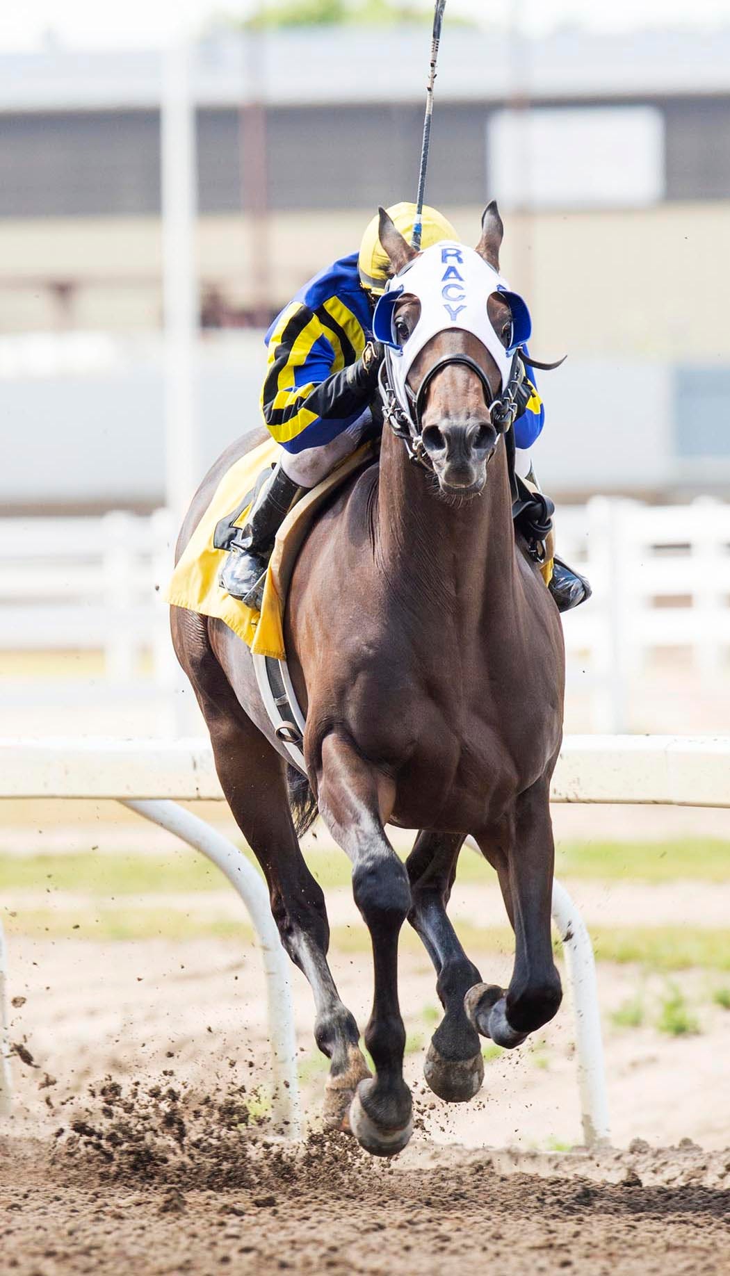 Blue Dancer at 8-5 for Canadian Derby