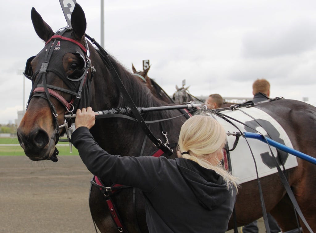 Harness: Elite group of older pacing mares to battle in 2017