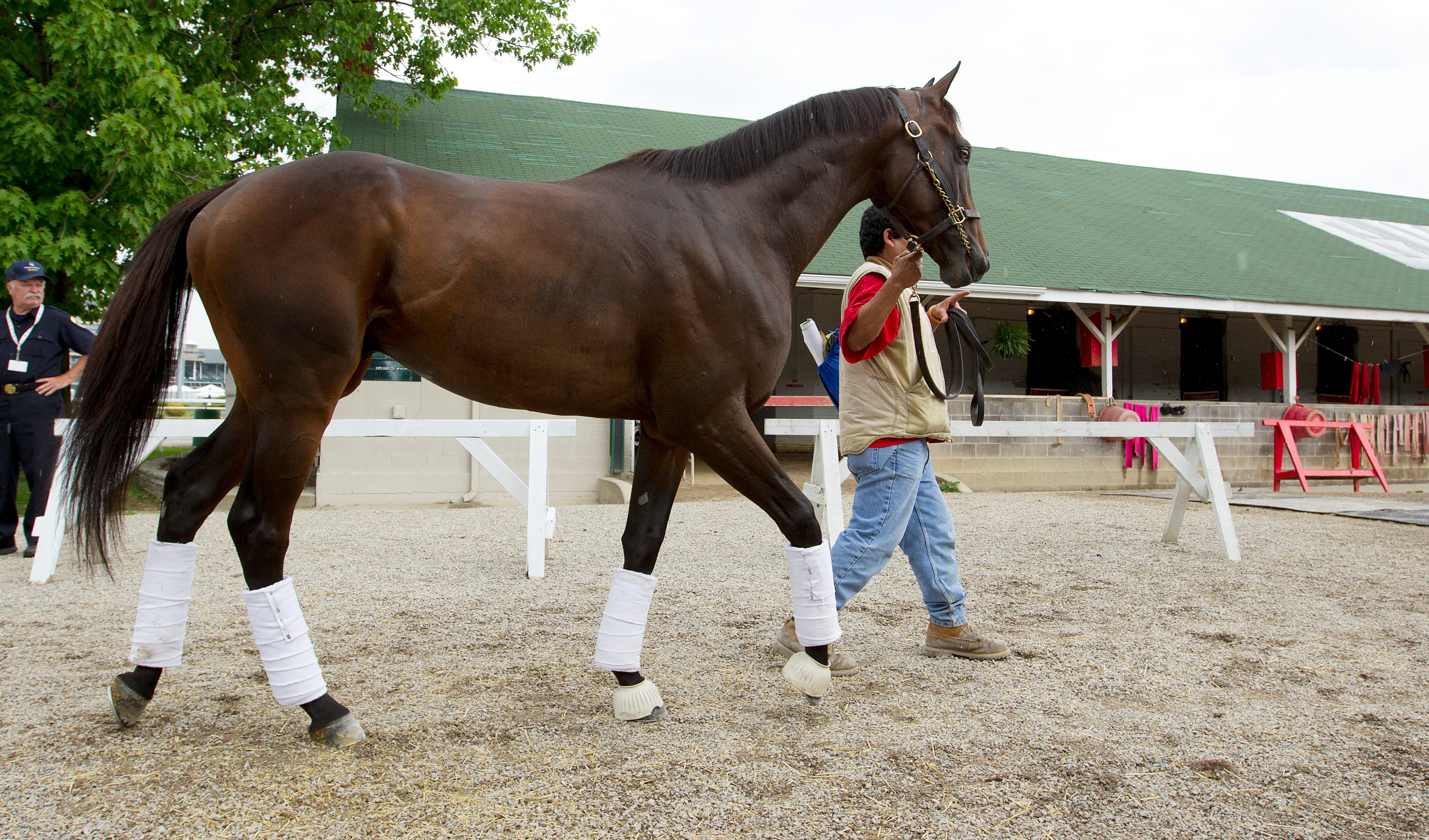 Stallion Brilliant Speed killed by lightning strike