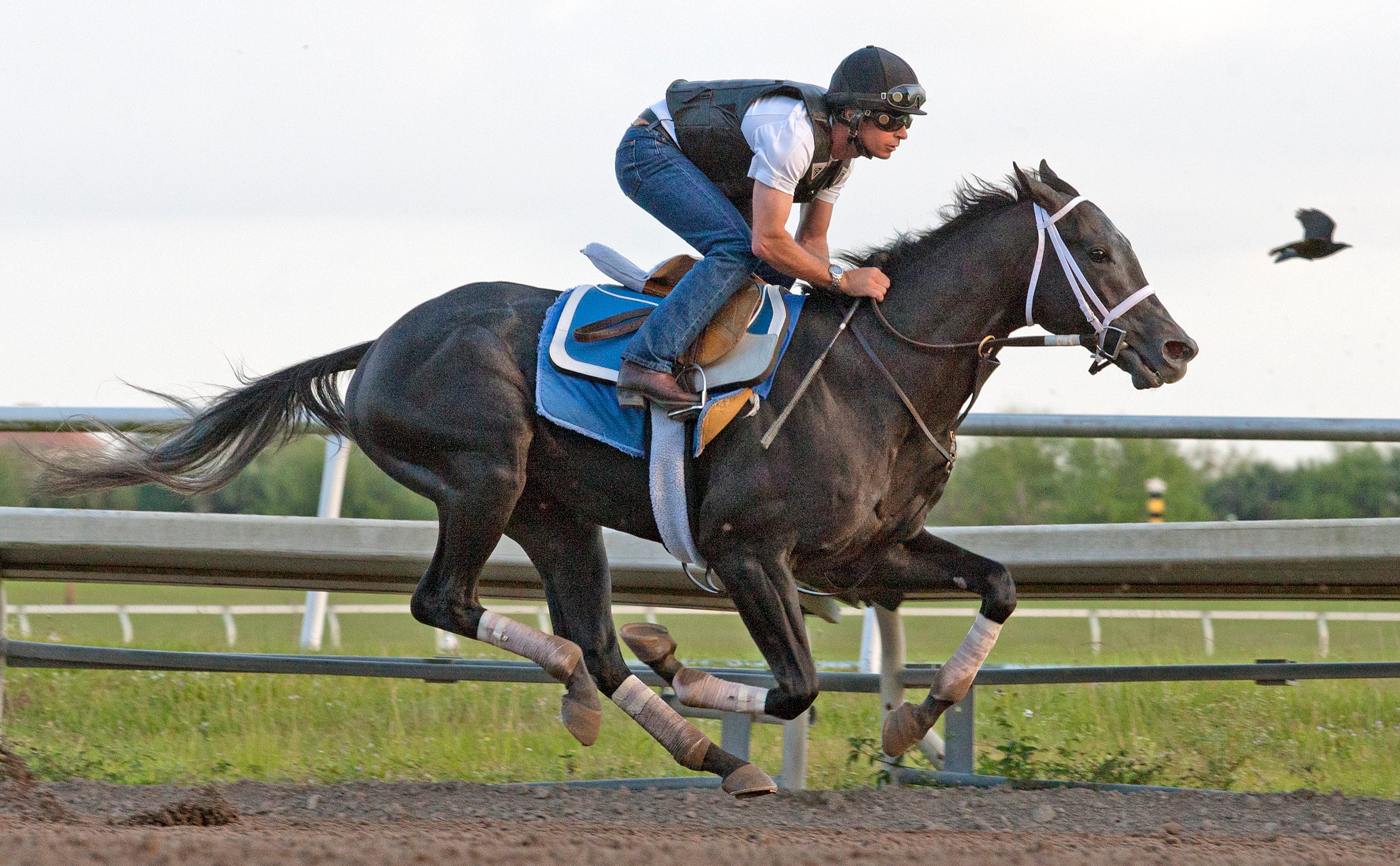 Ankle injury puts Cairo Prince out of Kentucky Derby