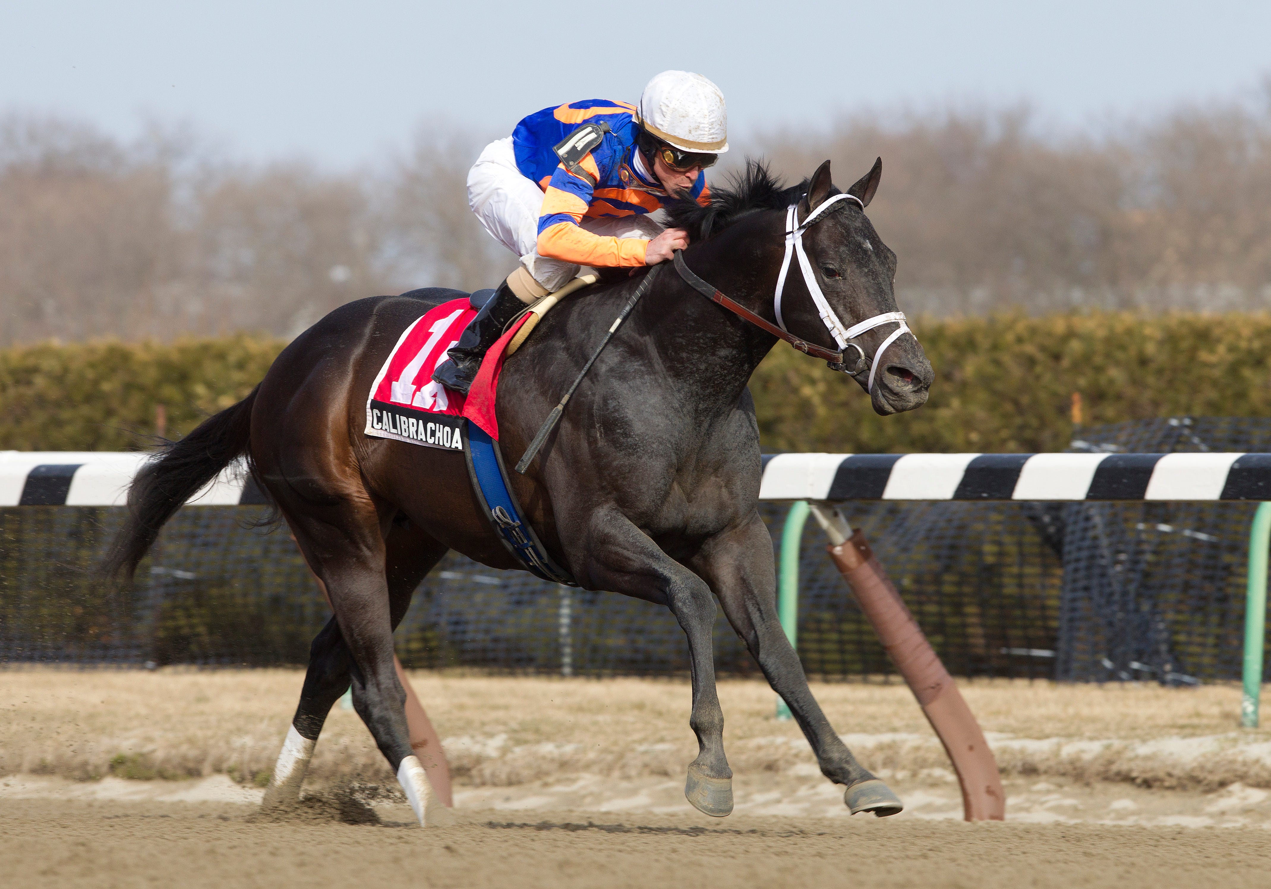 Aqueduct: Pletcher duo back for Bold Ruler Handicap