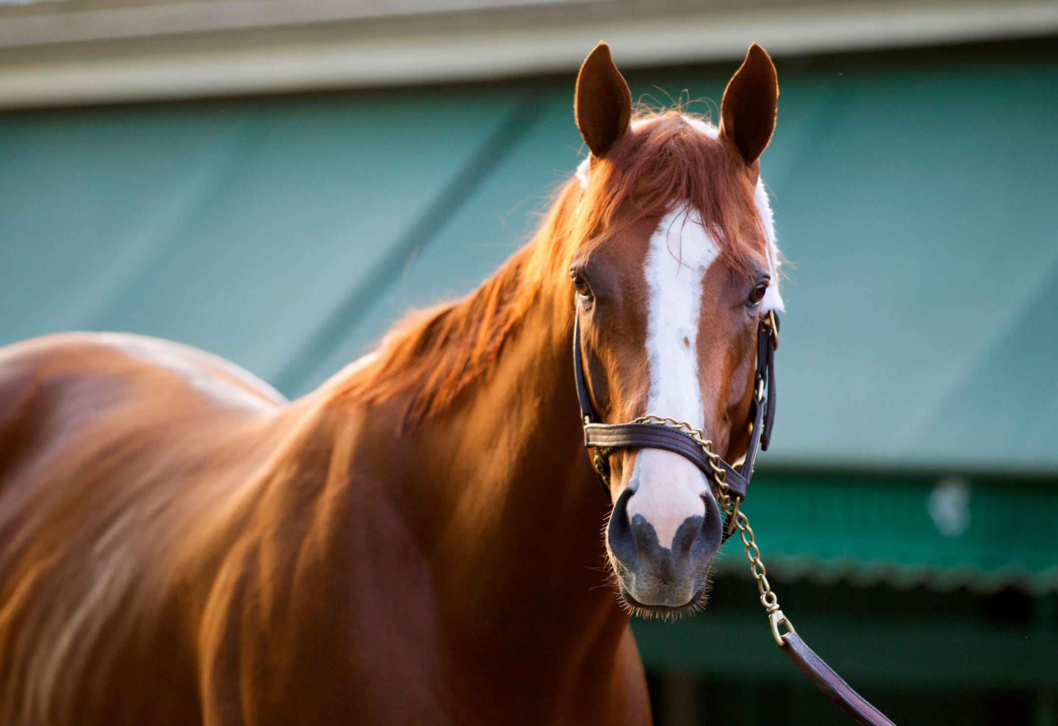 California Chrome weanlings make market debut on the big stage