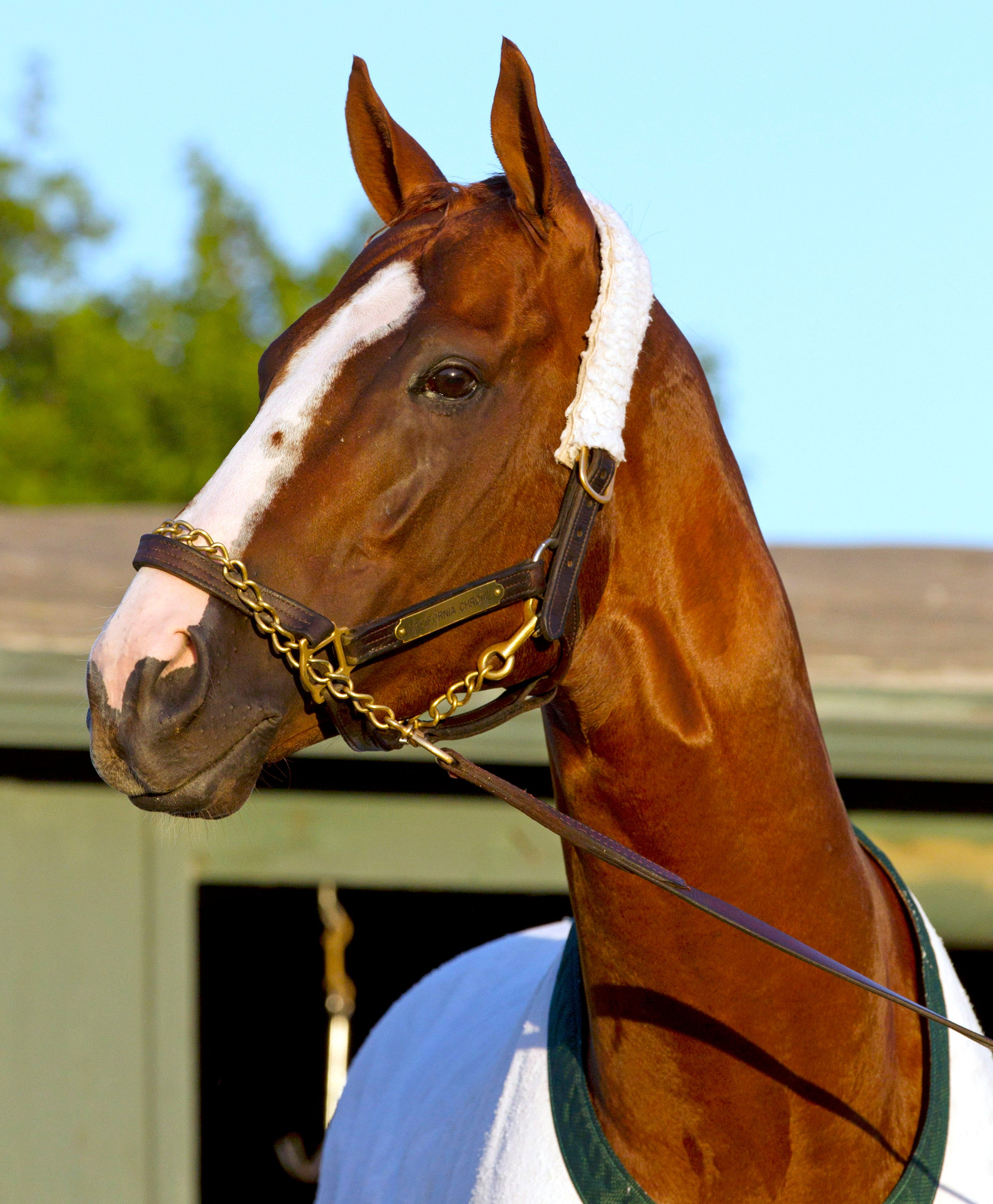 California Chrome arrives at Arlington to prep for Million