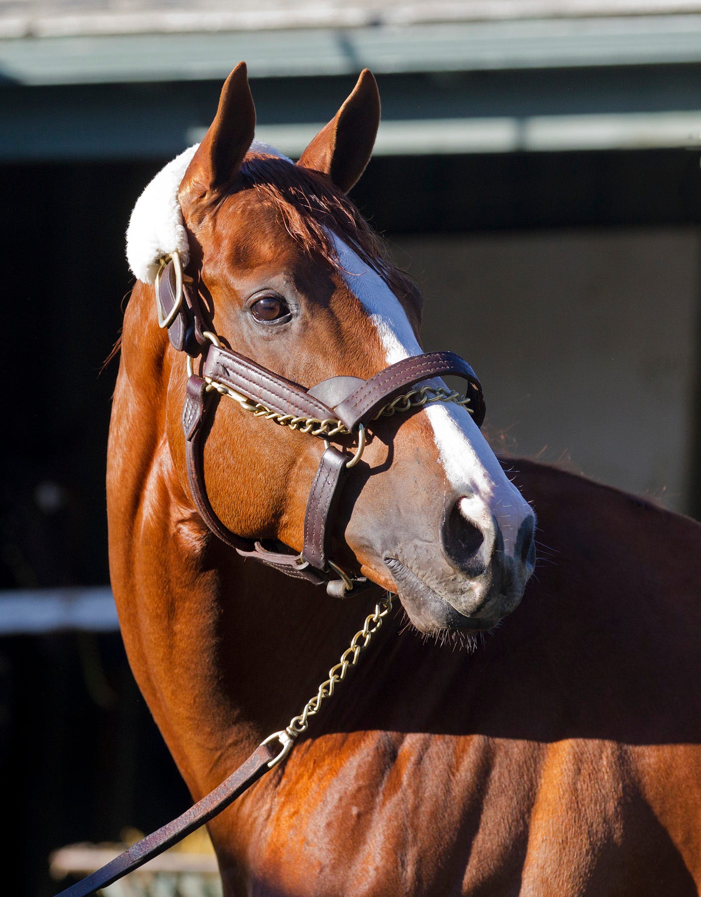 California Chrome back home from Kentucky