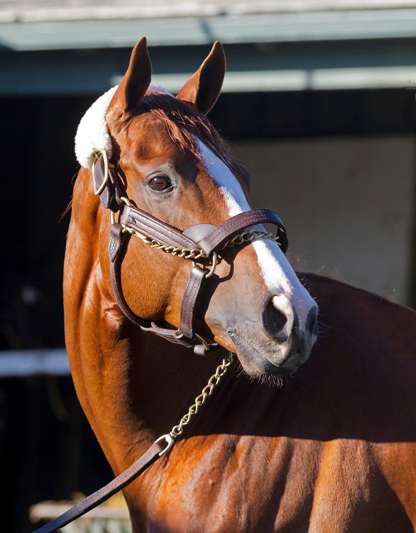 California Chrome looks ready in workout for Pacific Classic