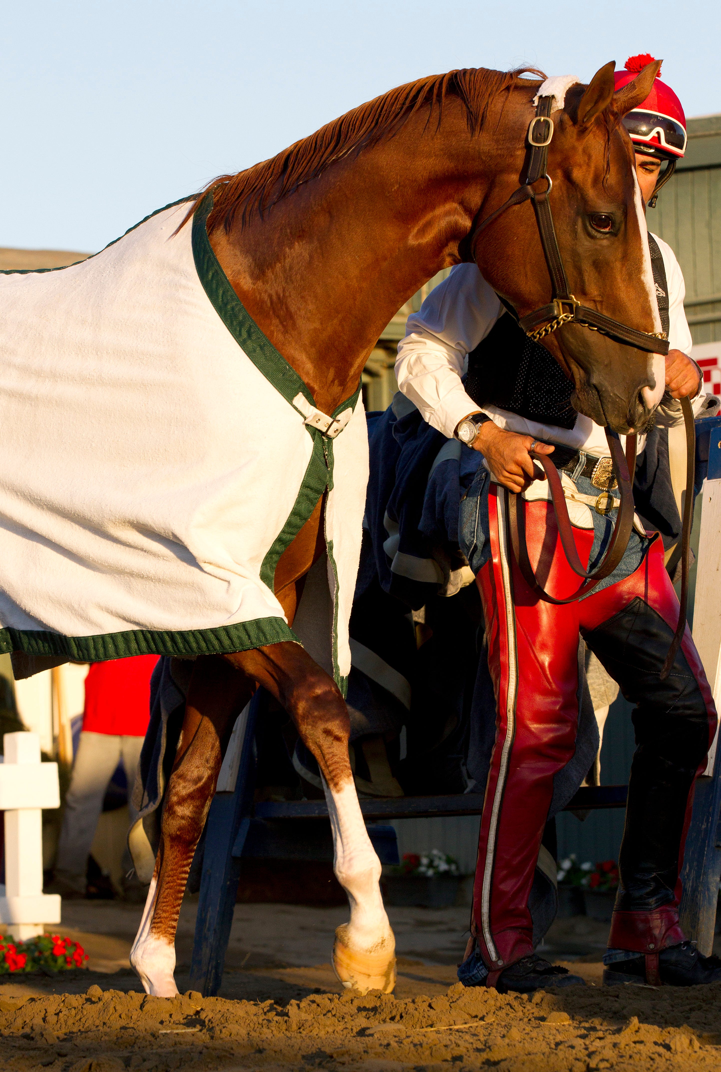 California Chrome has final work for Prince of Wales’s Stakes