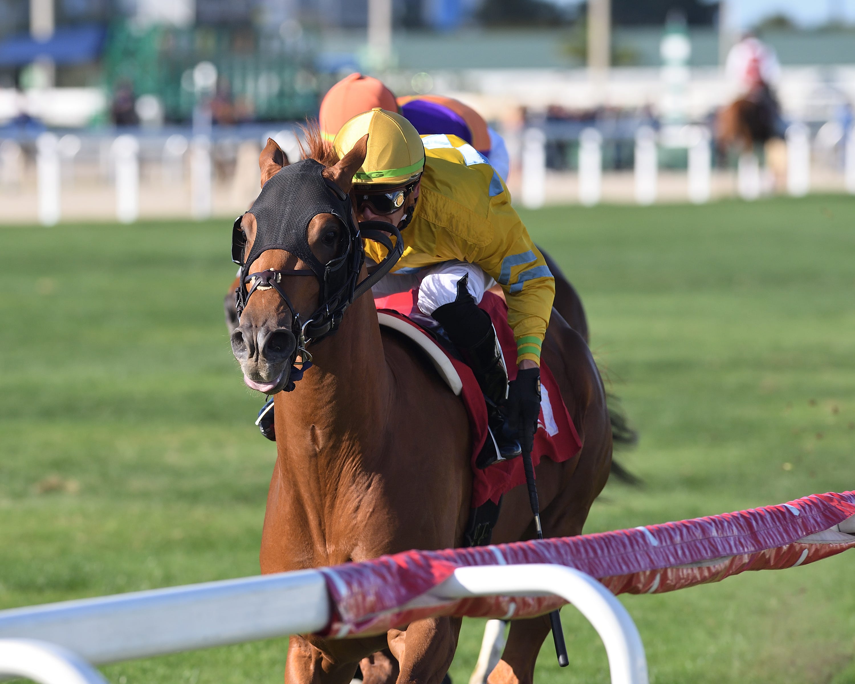 Twin turf stakes spice up Holy Bull undercard