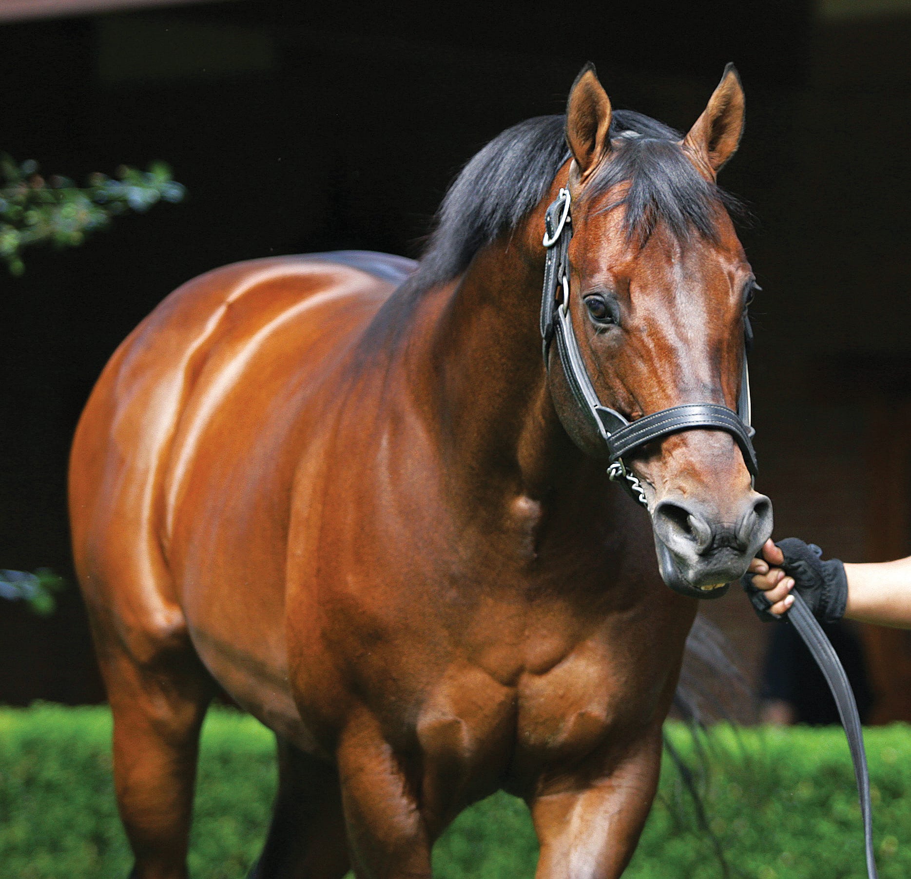 Special Edition: Leading Kentucky Stallions