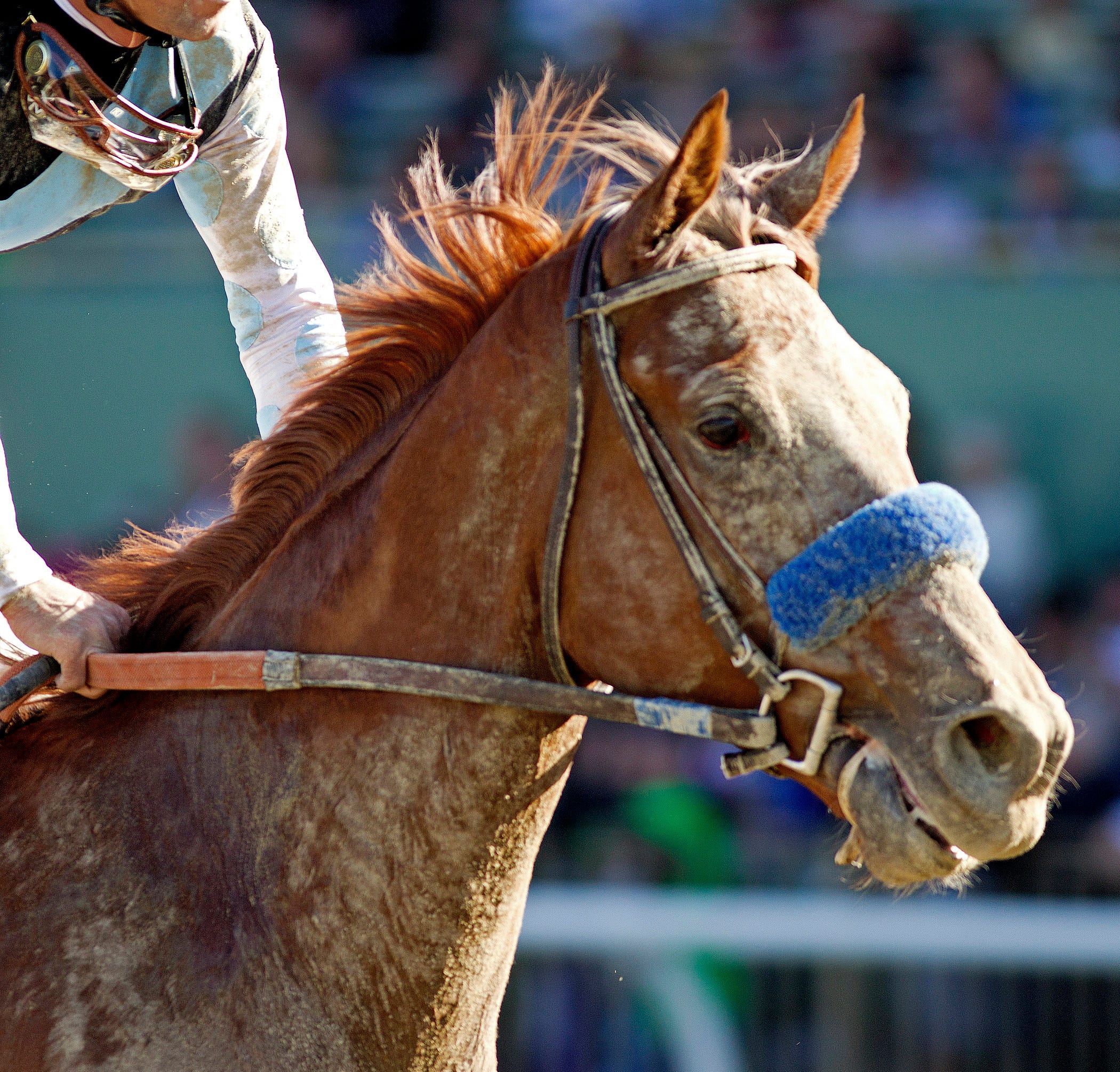 Gulfstream Park: Capo Bastone transferred from Sadler to Pletcher