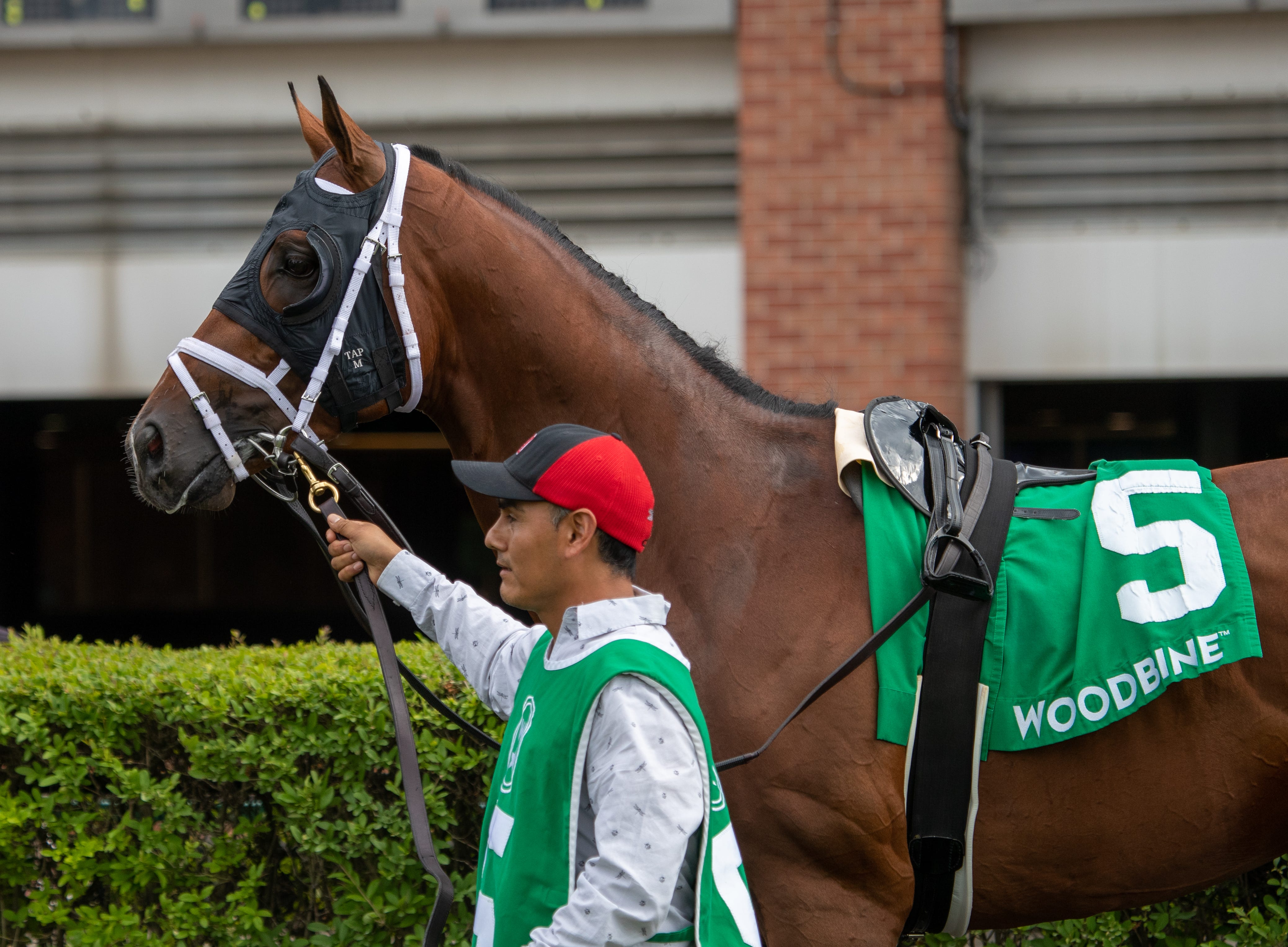 Causin' Mayhem gives Pletcher good shot in Saturday allowance