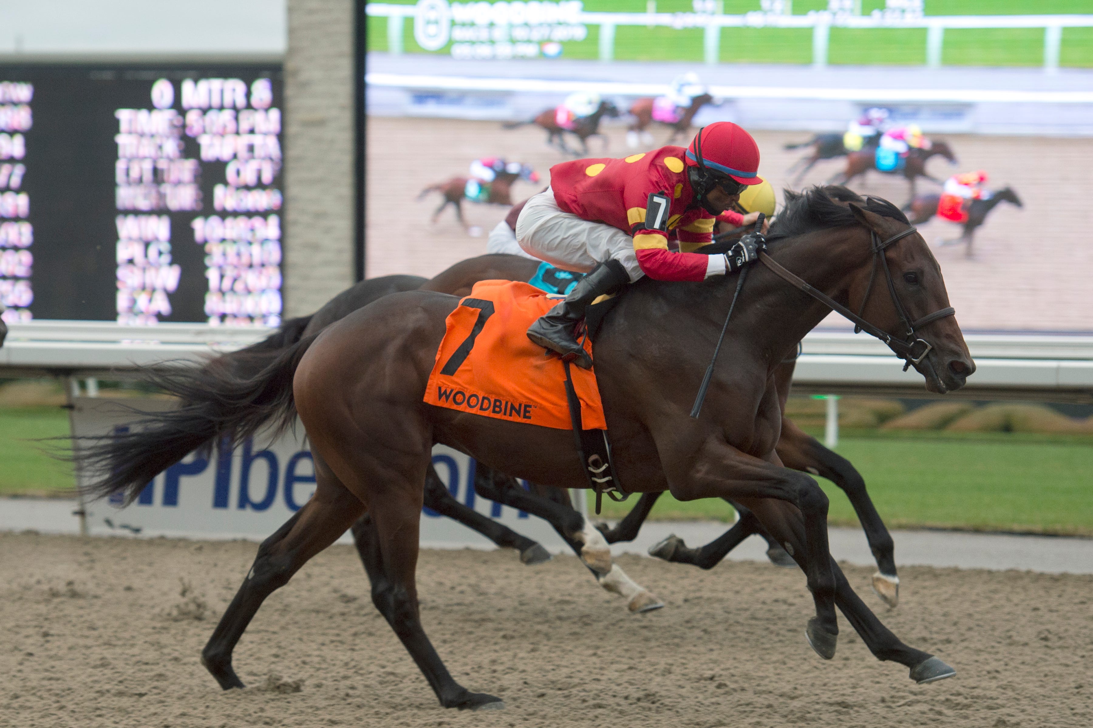 Chapalu takes them all the way in Grey Stakes