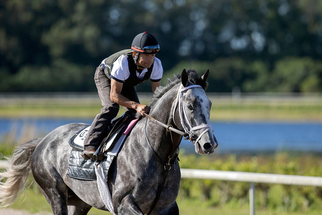 Pletcher hoping to send Life Is Good, Colonel Liam to Dubai
