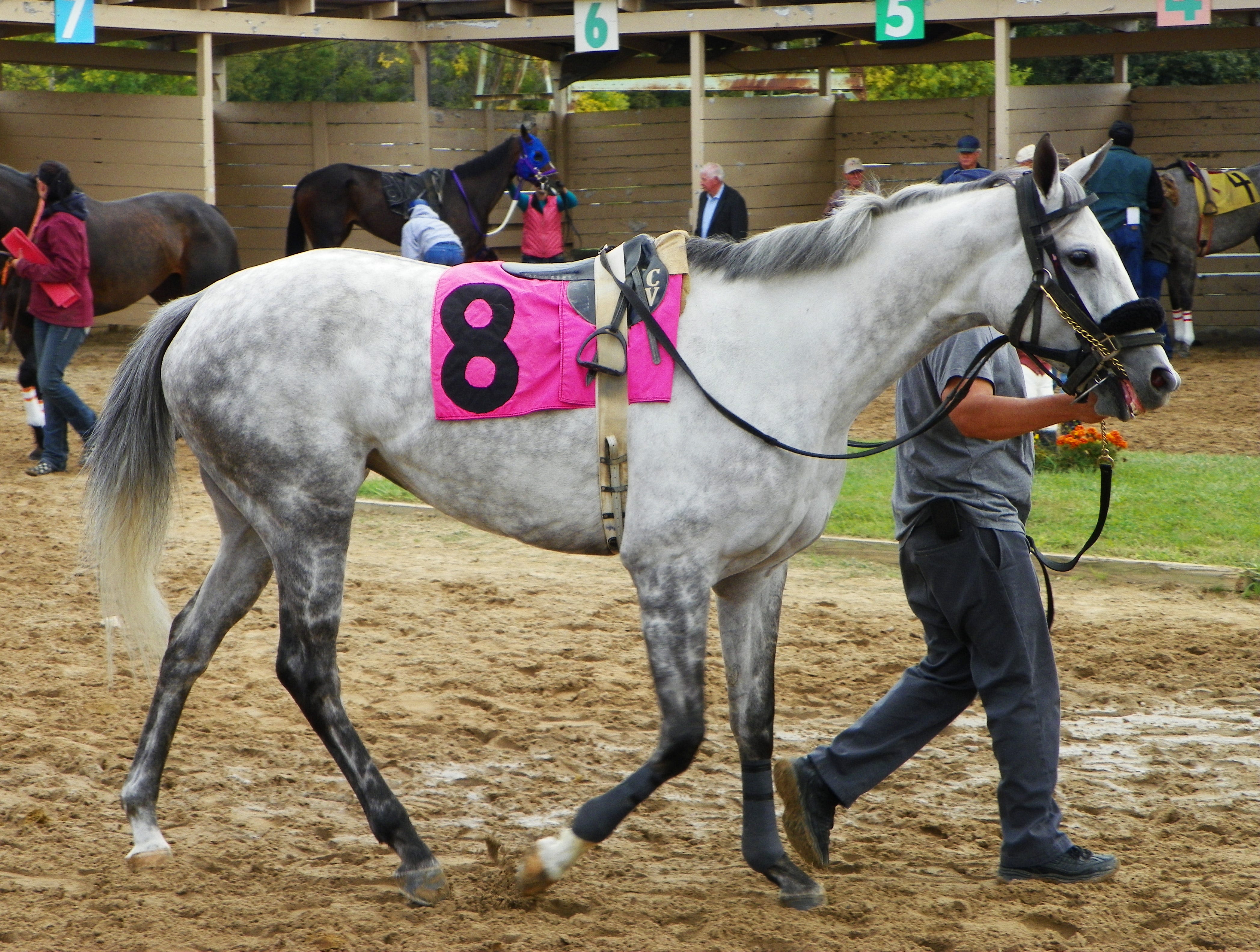 Hazel closes meet with stakes-heavy card