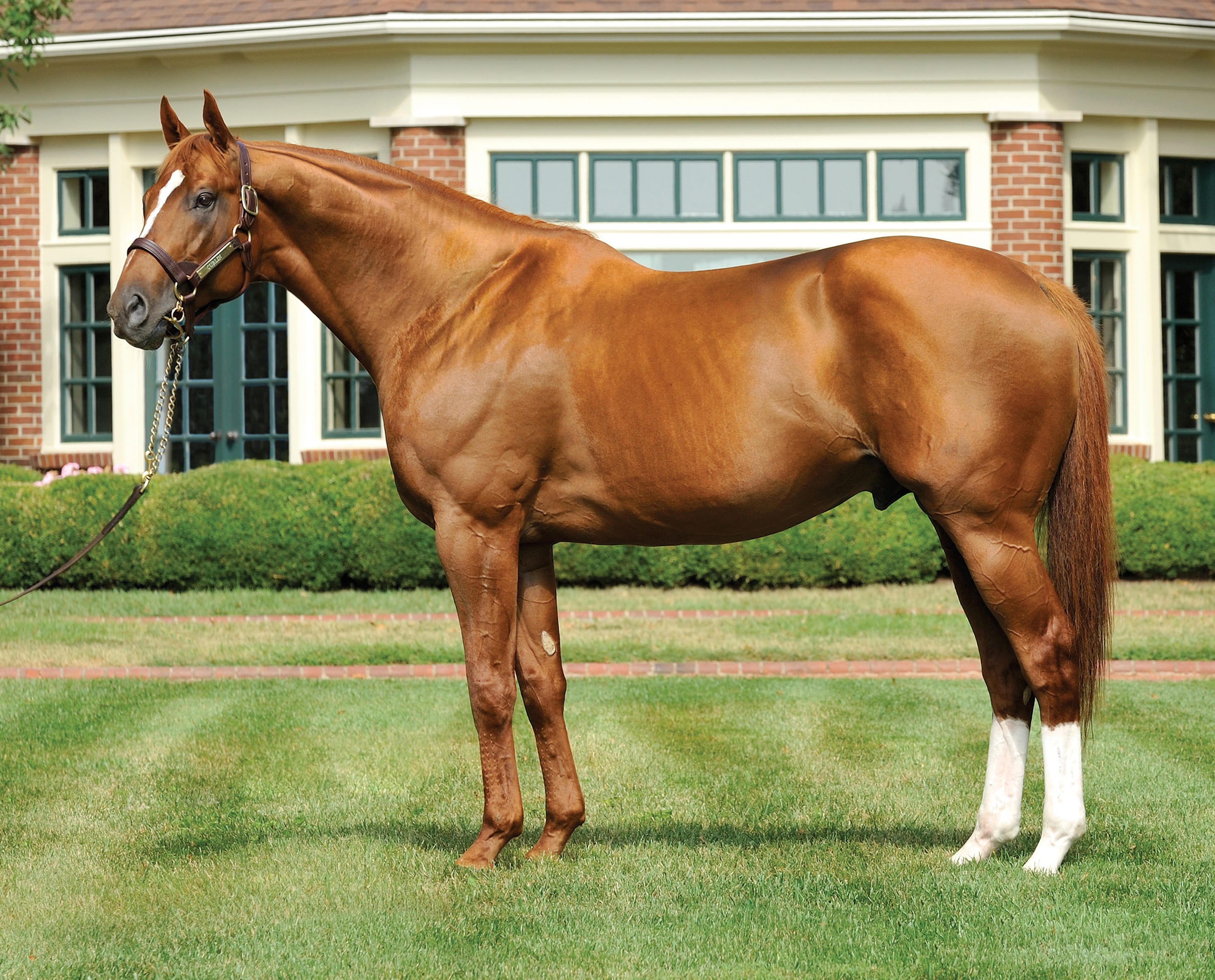 Sires of the 2016 Kentucky Derby: Curlin