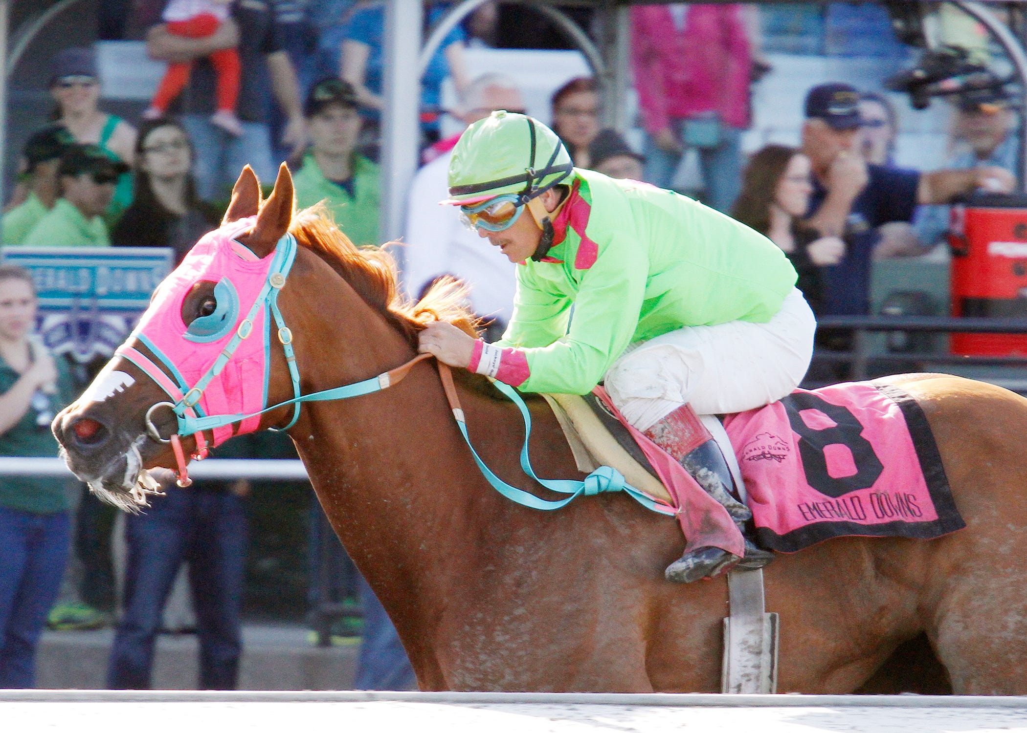 Harbor the Gold a sire on fire