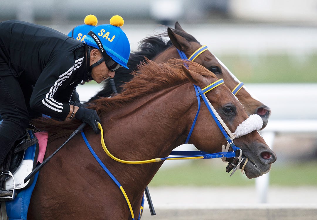 Drain the Clock preps for Dubai in Gulfstream Park Sprint