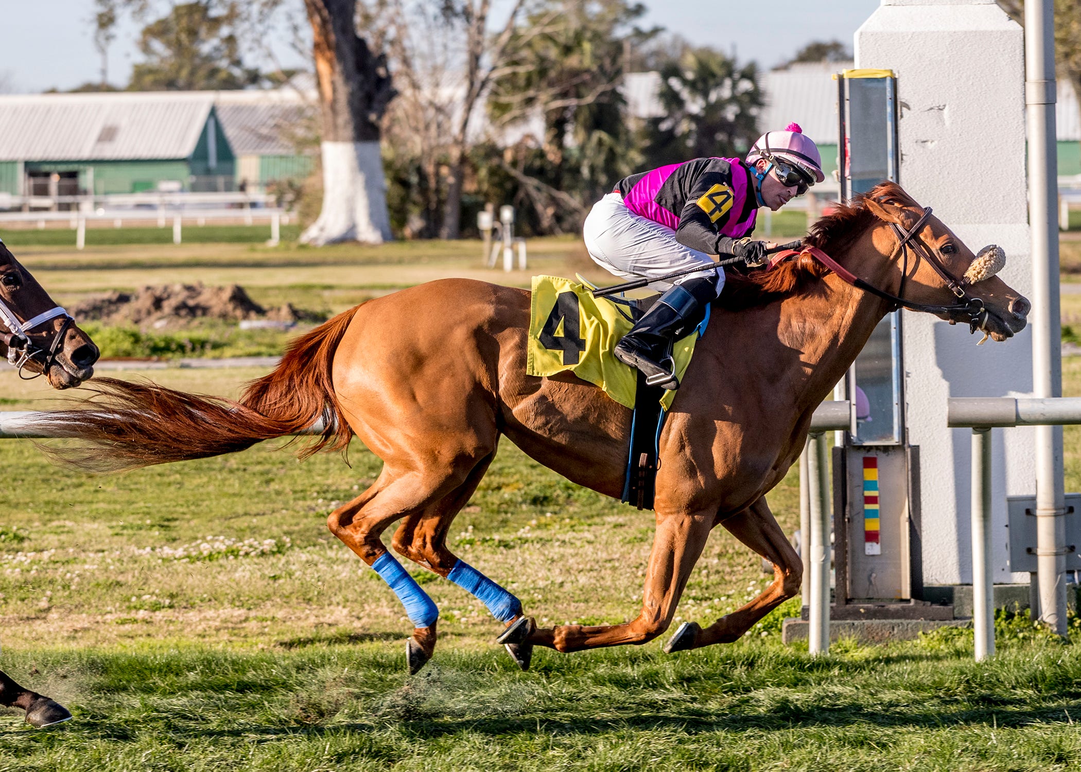 Elle Z continues to dominate her division with Mardi Gras win