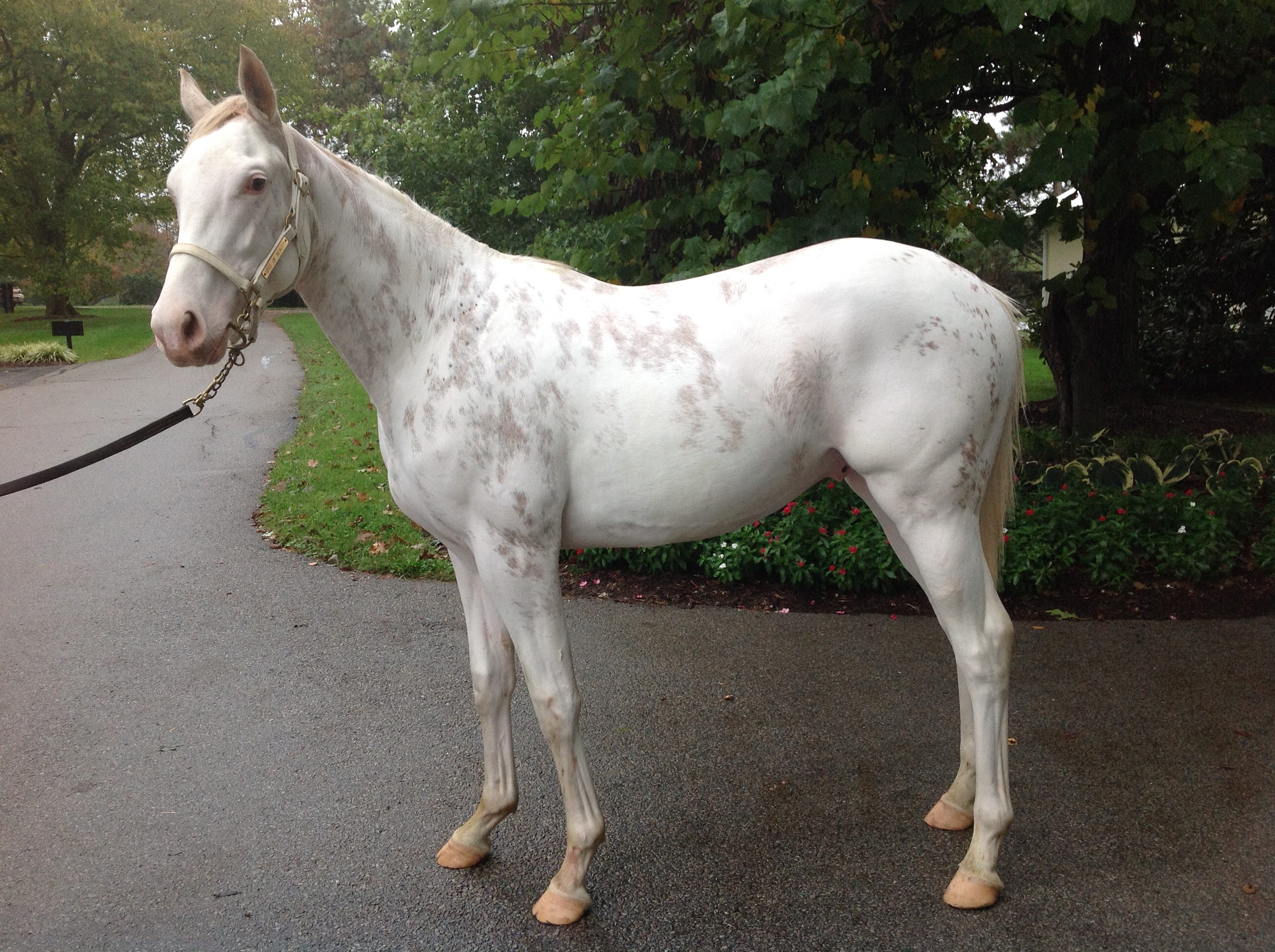 Fasig-Tipton October: Rare white Thoroughbred to be offered