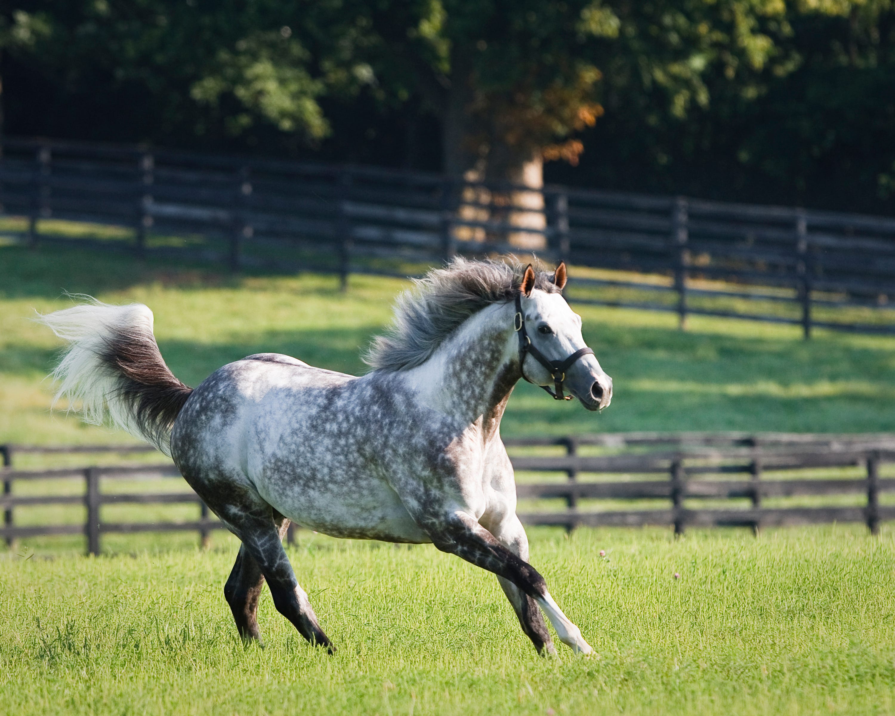 Keeneland September has especially selective catalog