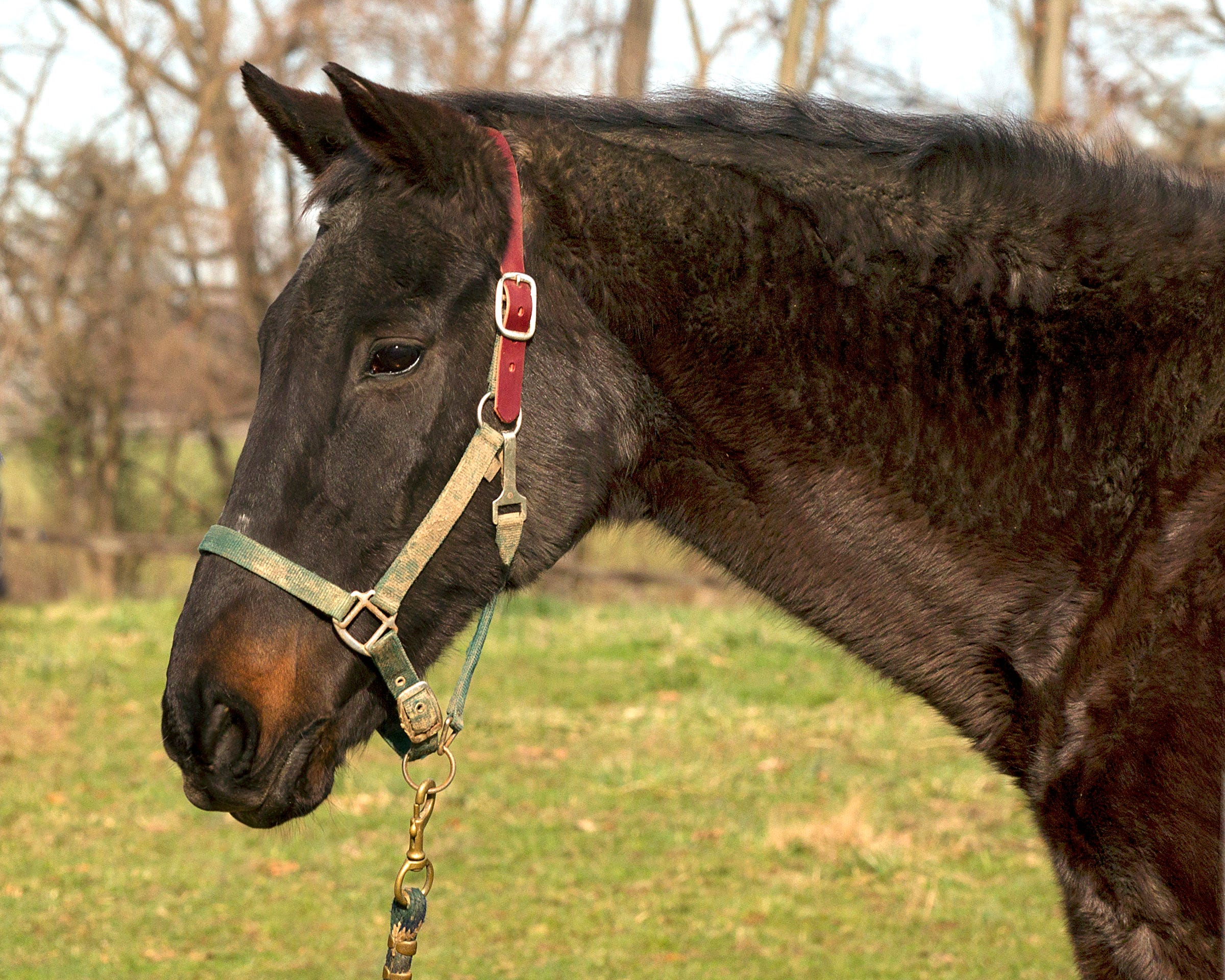 Flatterer becomes longest-living Hall of Fame horse