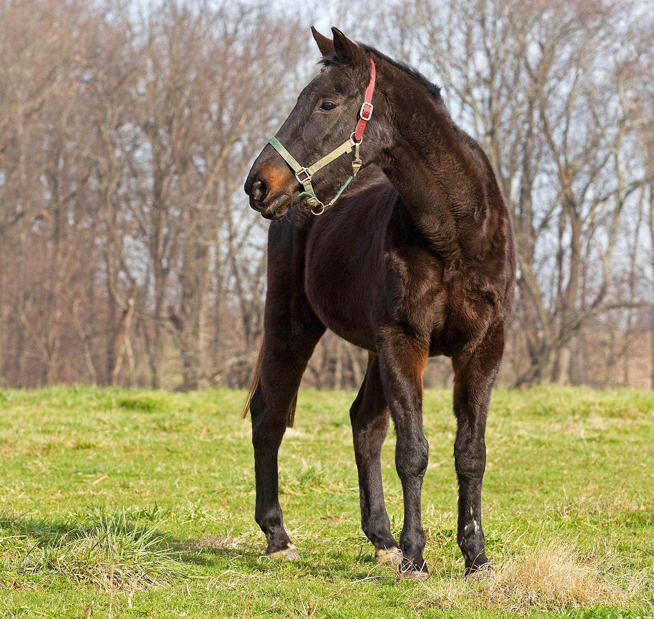 Flatterer, champion steeplechaser and Hall of Fame member, dead at 35
