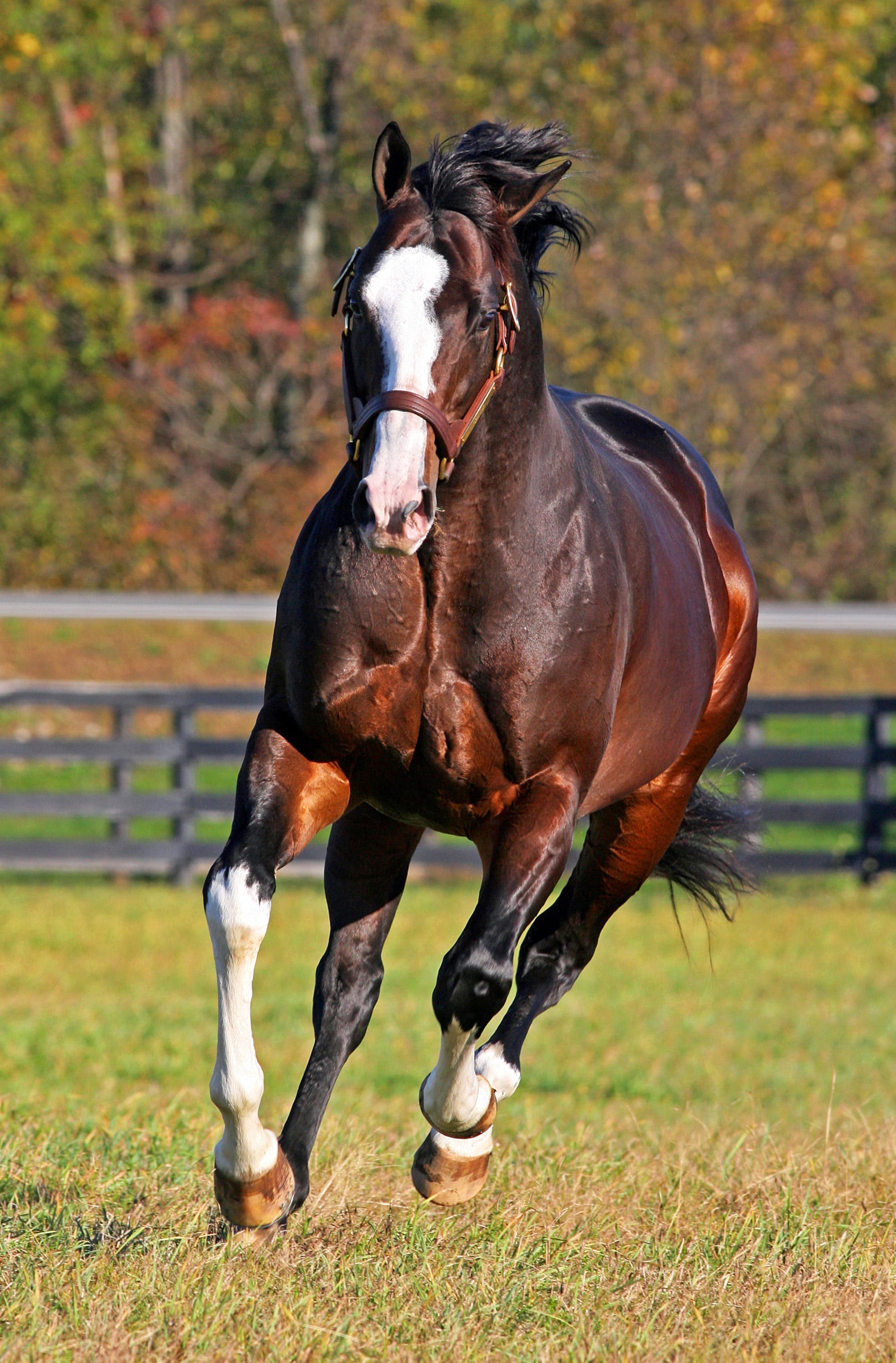 New York Stallions 2015: Leading sires, statistics, regional coverage, more