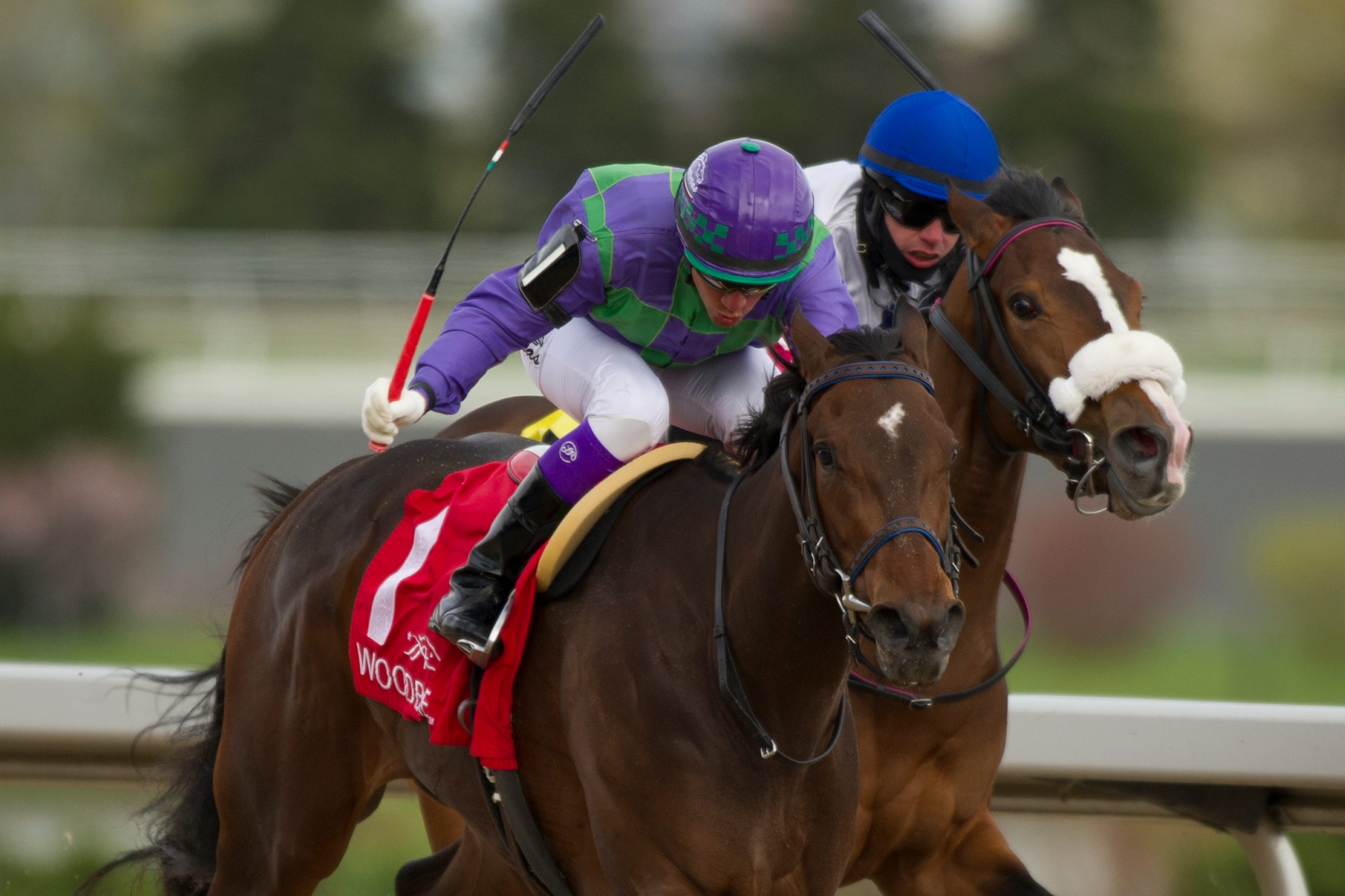 Queen's Plate pedigree profile: Gamble's Ghost