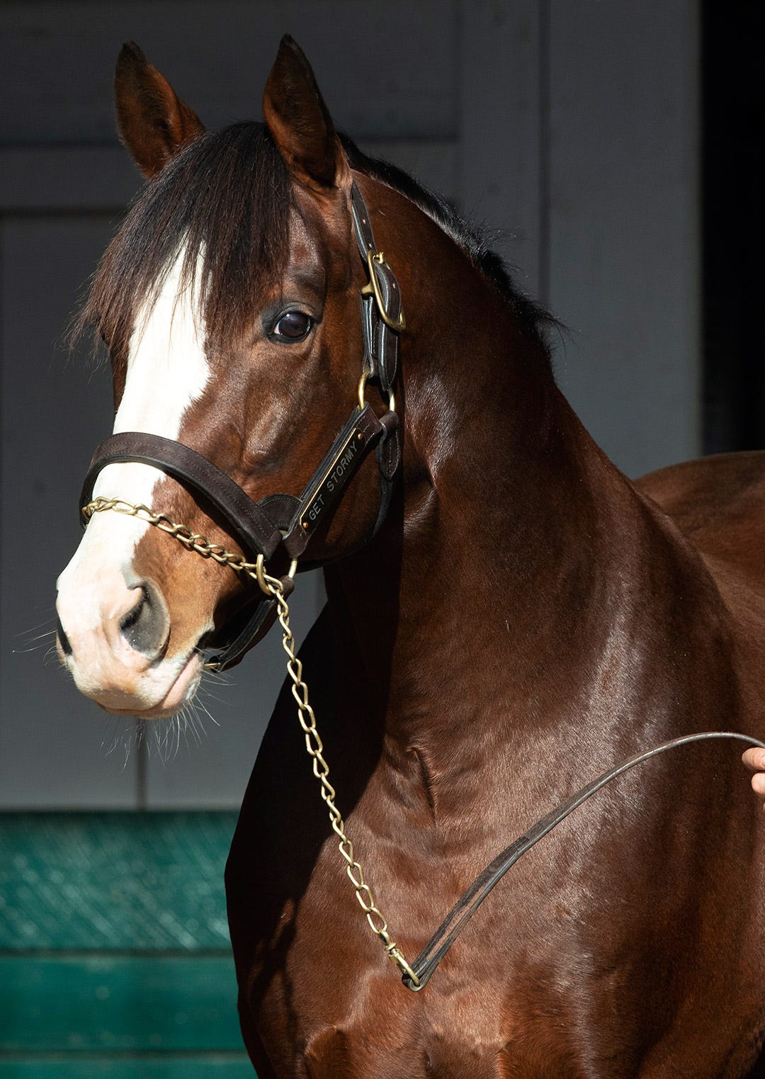Stallion Get Stormy dies at age 16