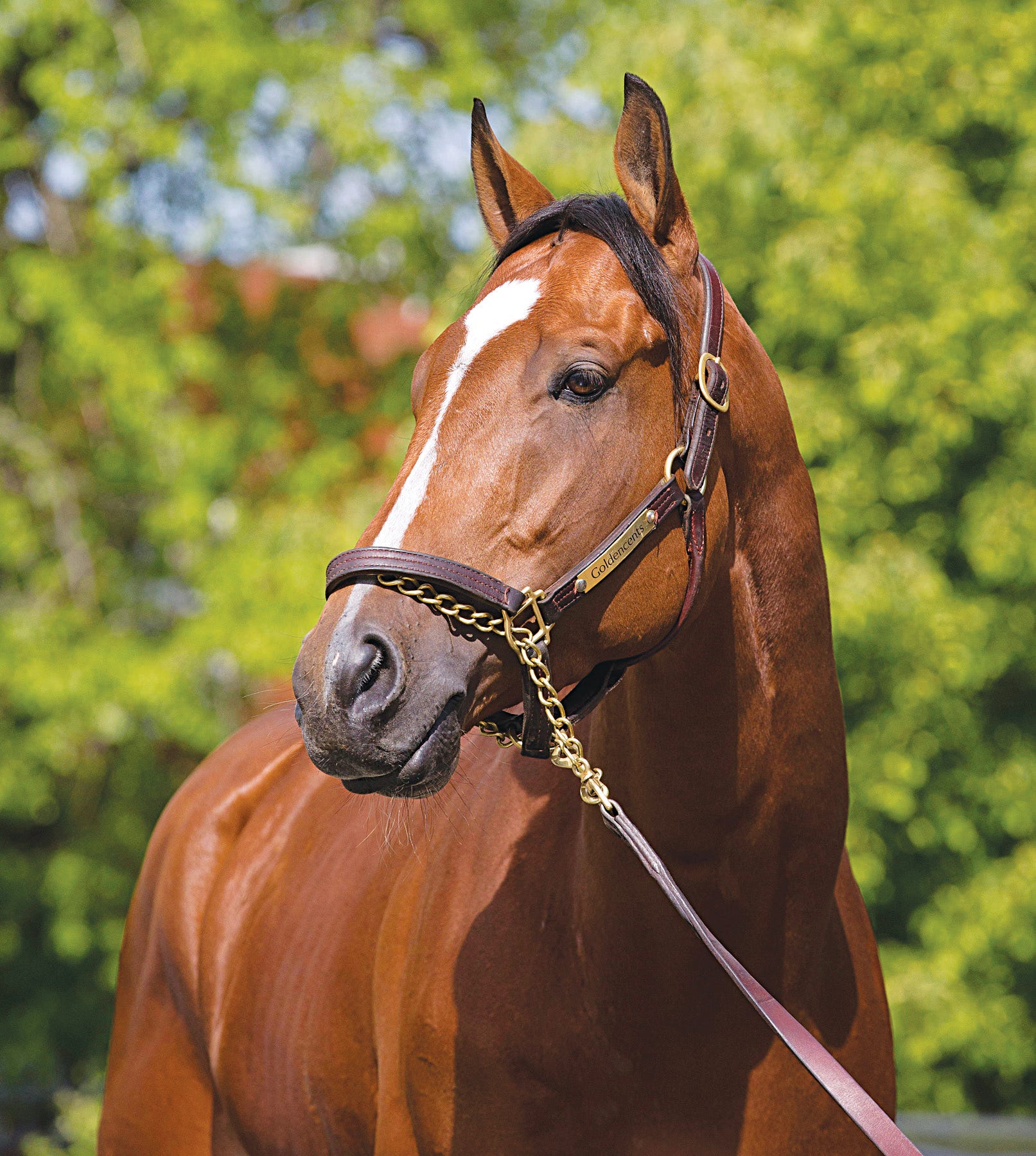 Three busiest stallions this year are sons of Into Mischief