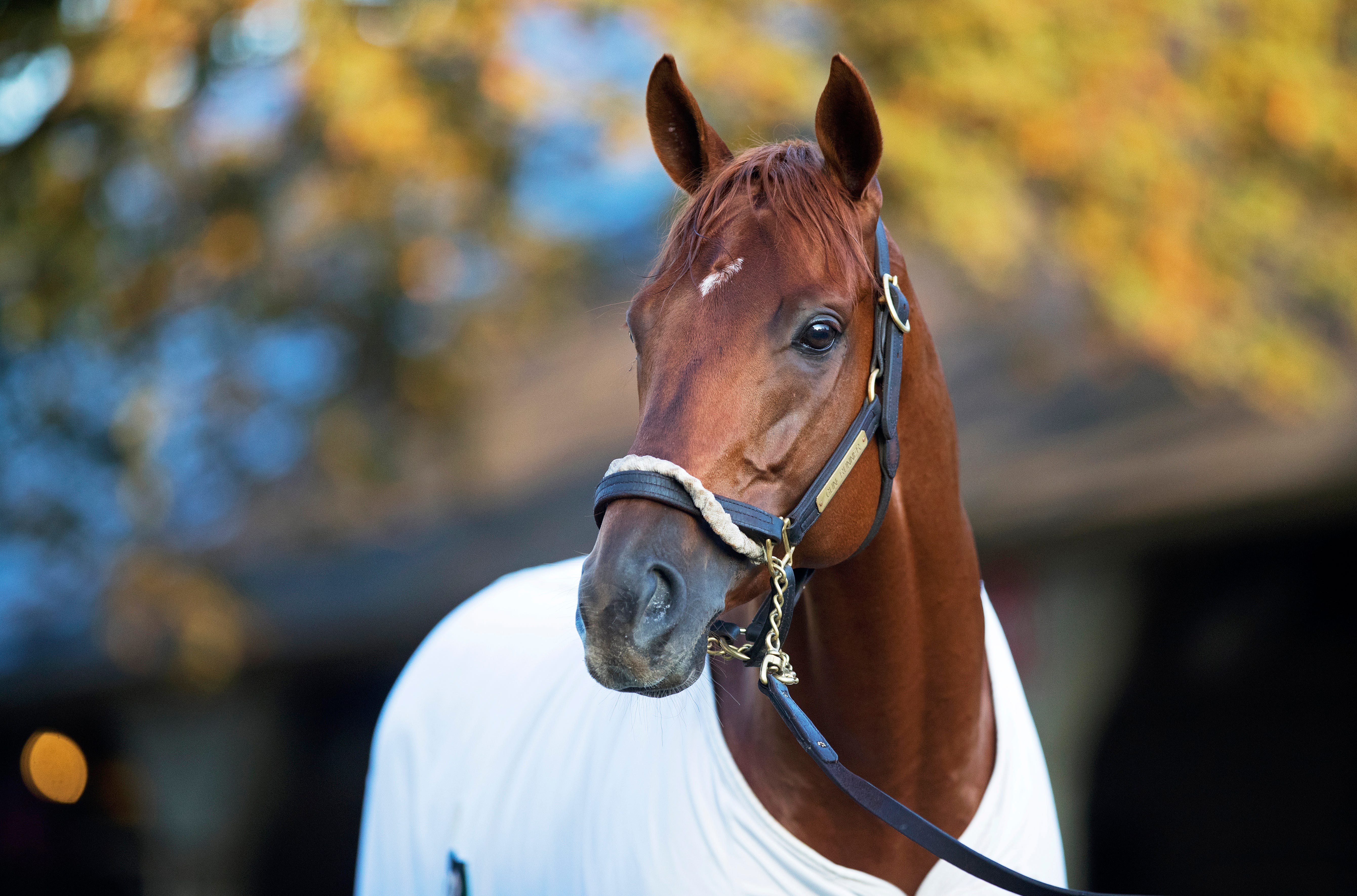 Top stallions poised for another big year
