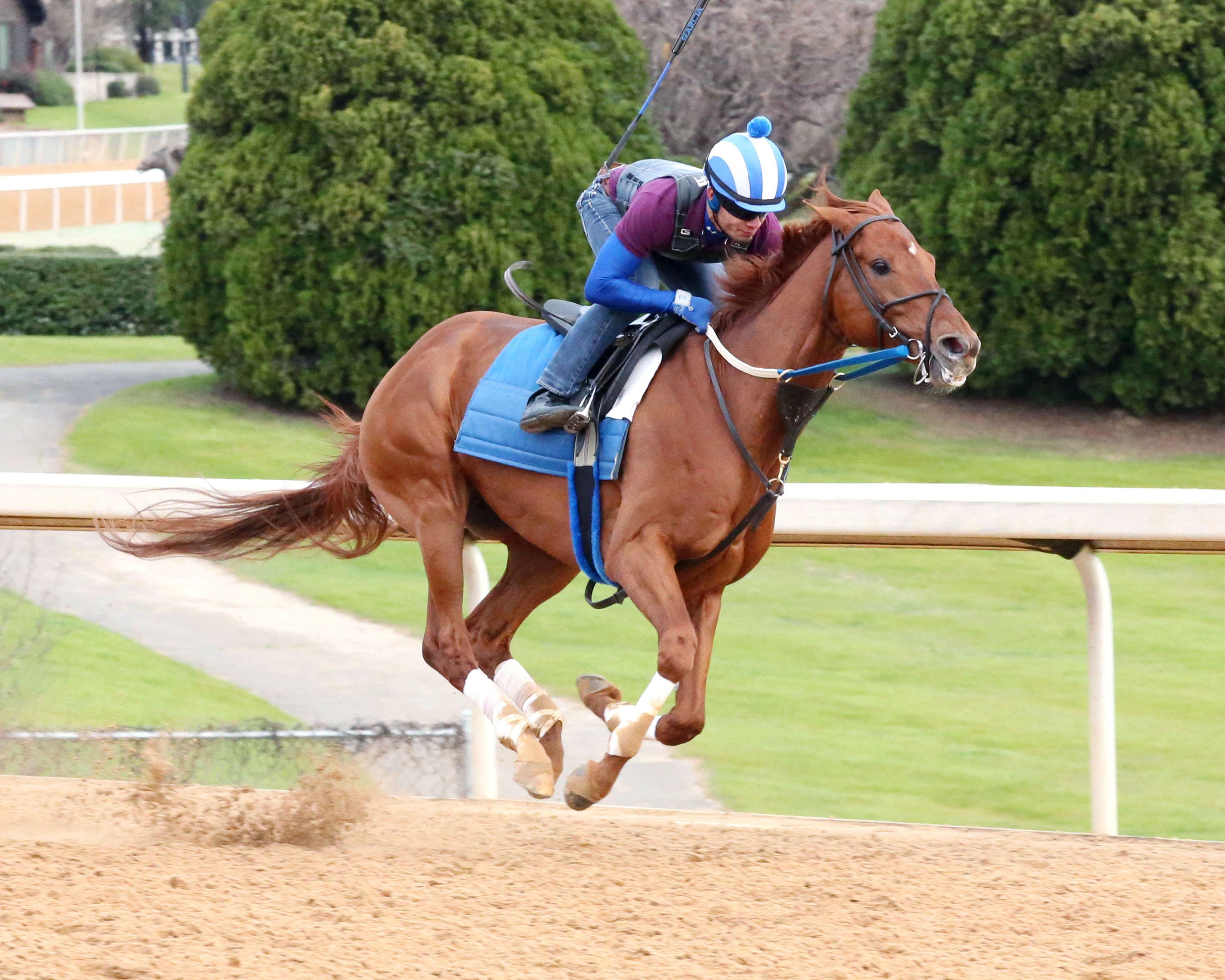 Gun Runner towers over Razorback Handicap rivals