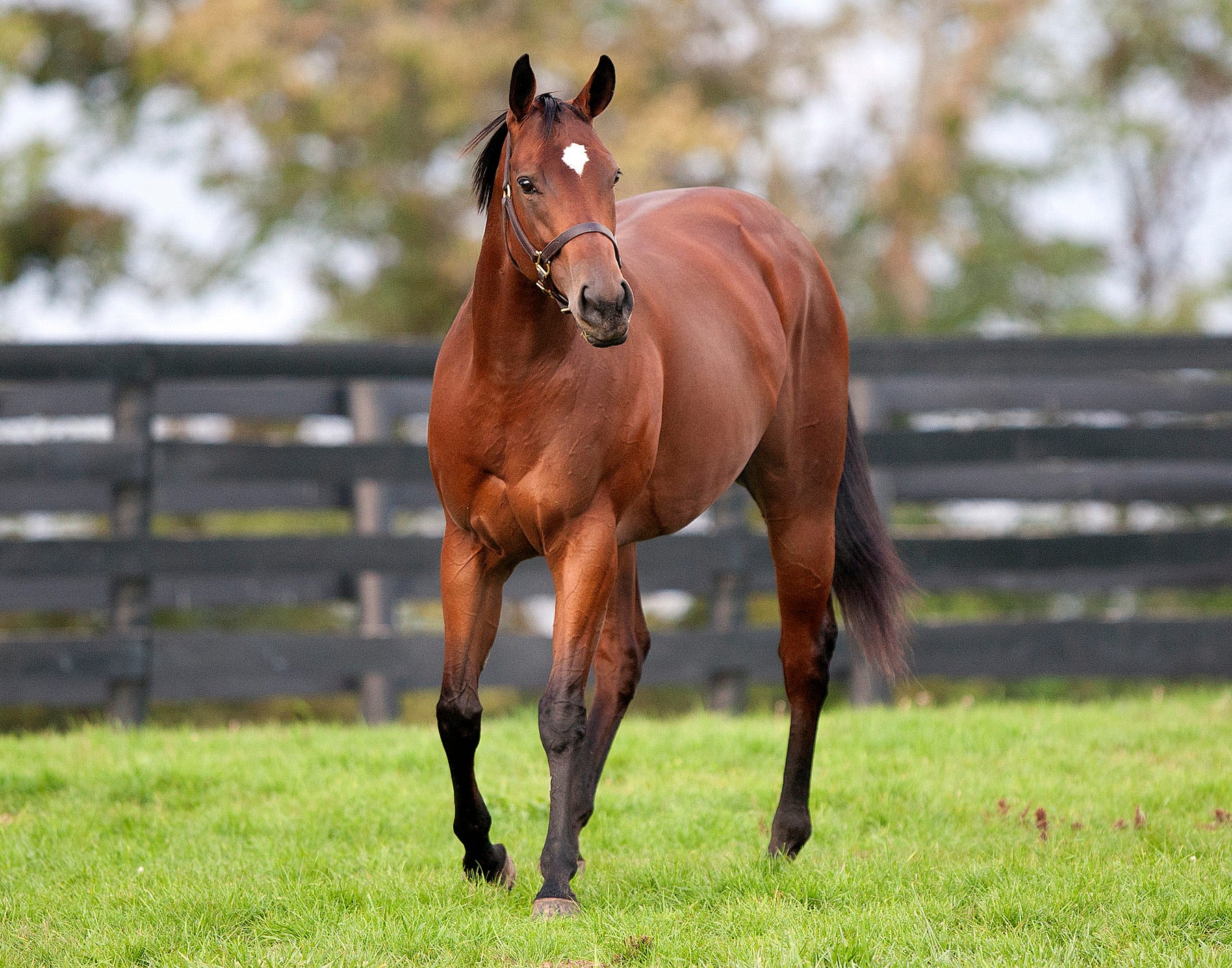 Havre de Grace has Tapit foal