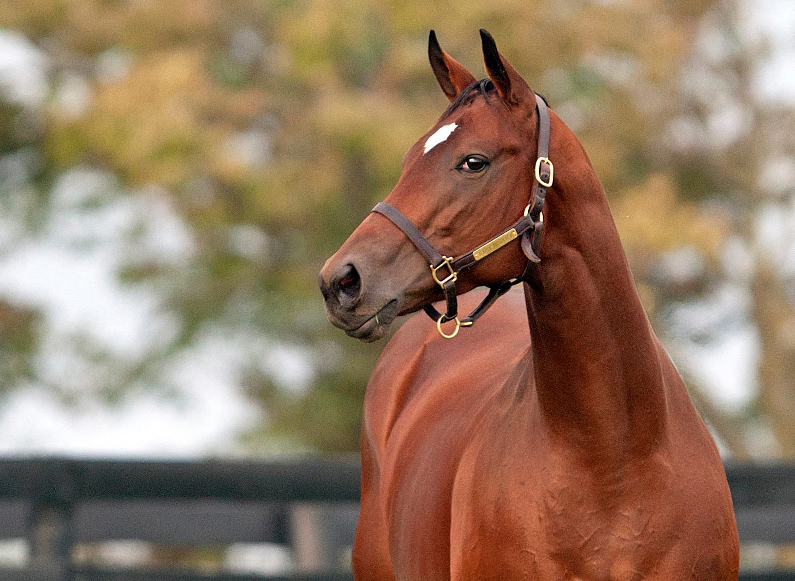 Elegant Adams Chevy Havre De Grace Pictures