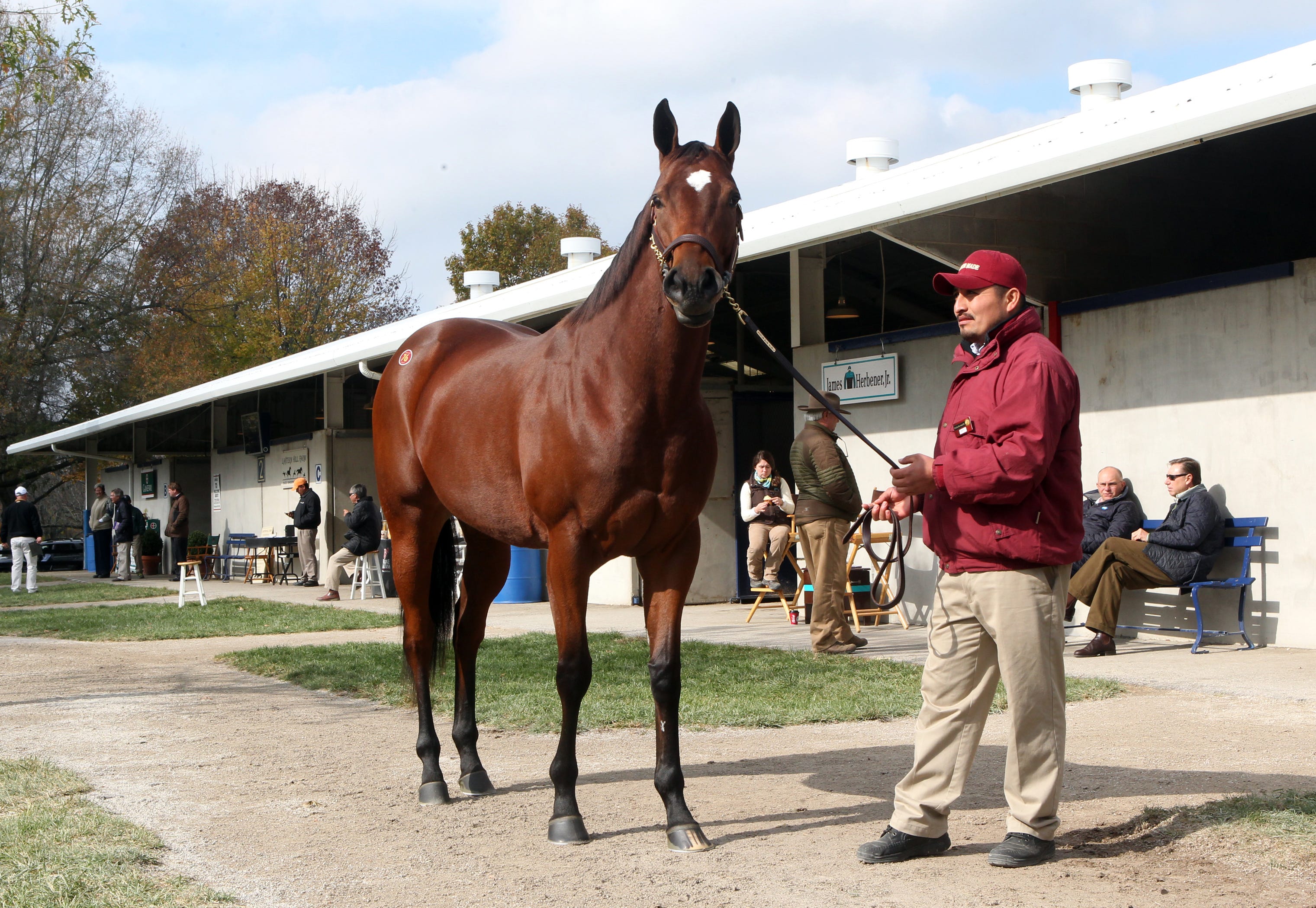 Fasig-Tipton sale: Havre de Grace sells to Mandy Pope for $10 million