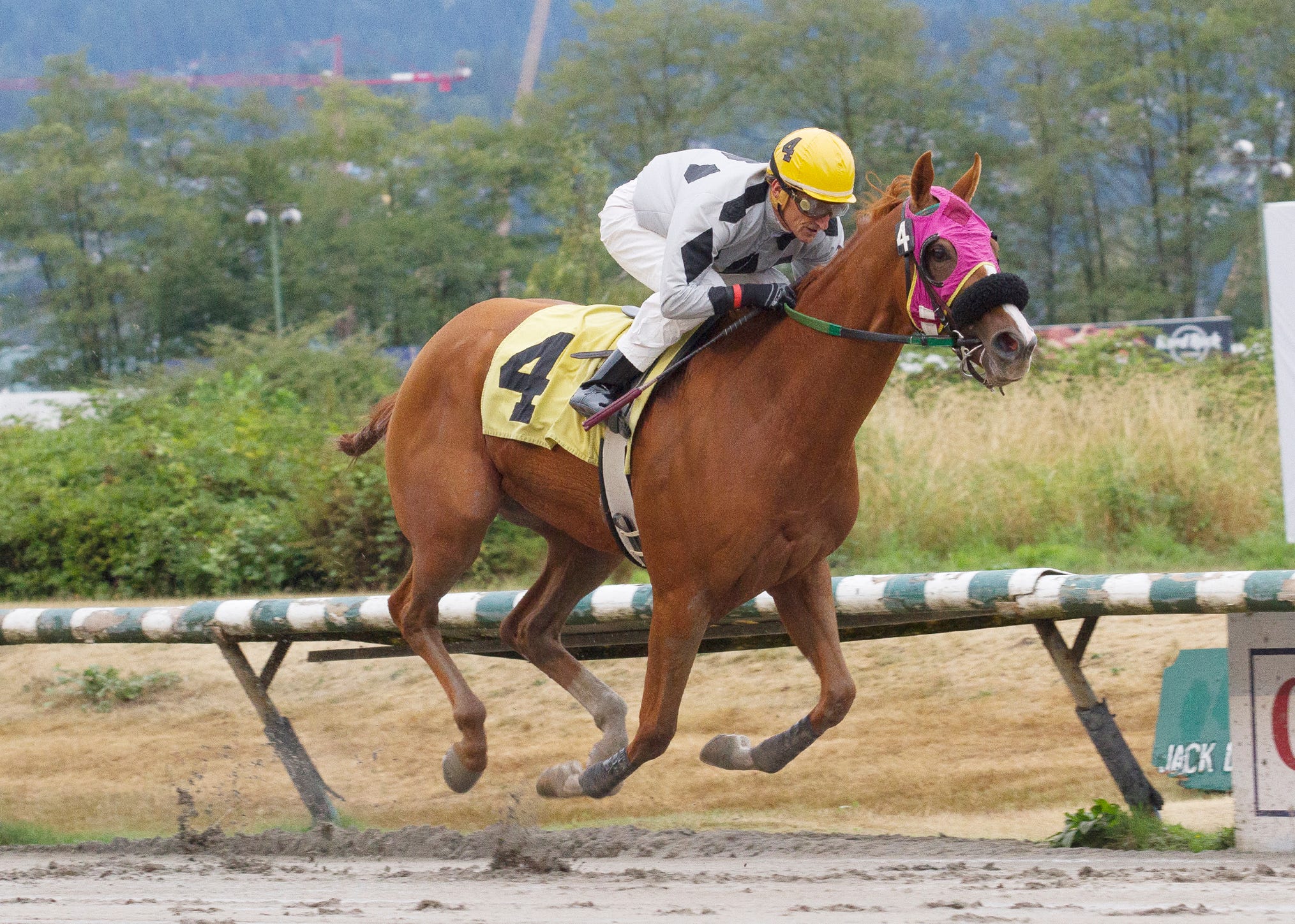 Here's Hannah will have to earn the win in Ross McLeod Stakes