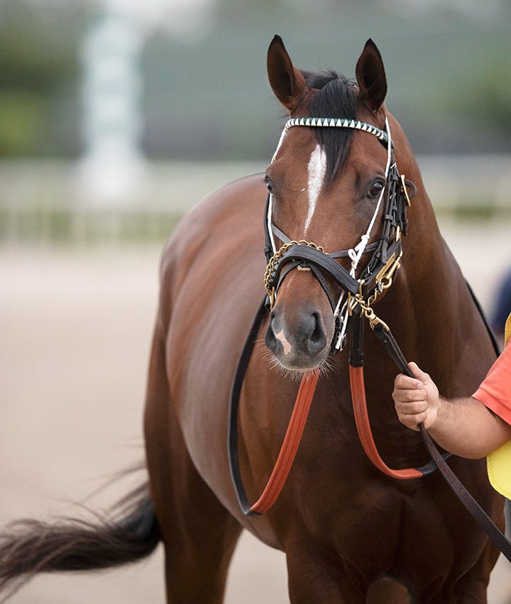 Hidden Scroll romps, earns a 102 Beyer Speed Figure