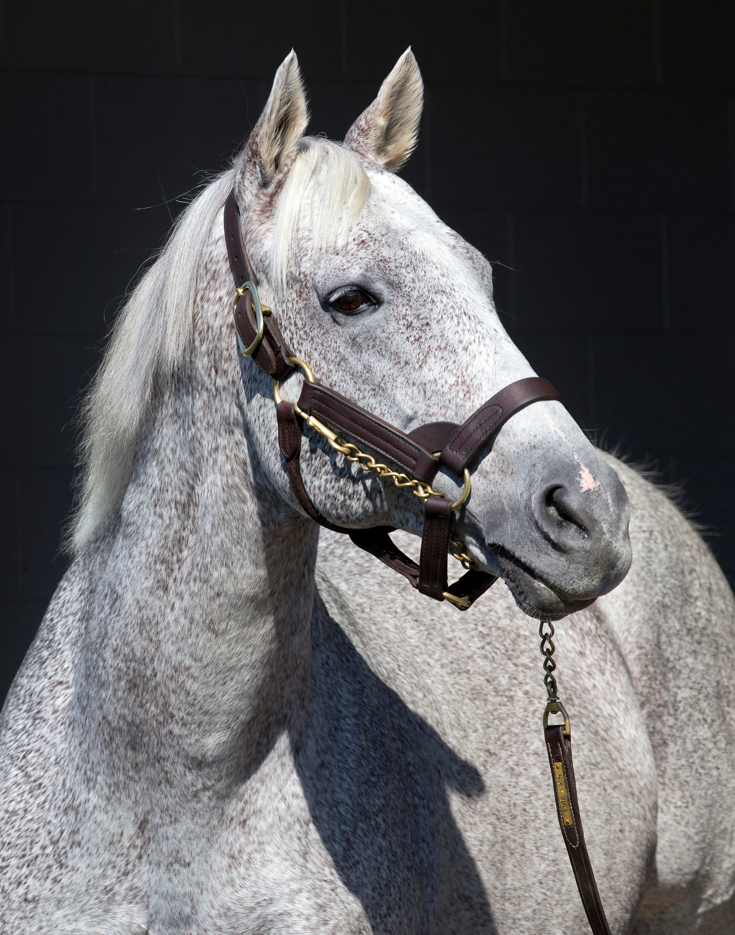 Catching up with Holy Bull