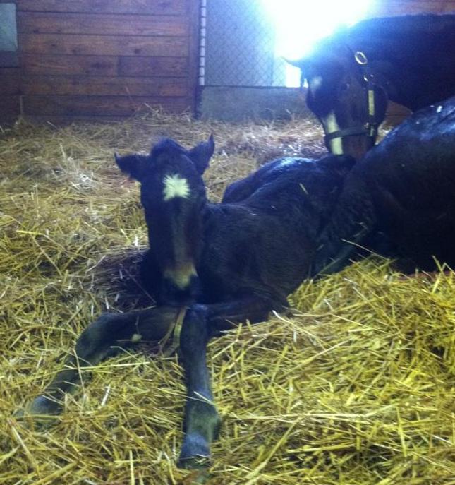 Rachel Alexandra gives birth to Curlin colt