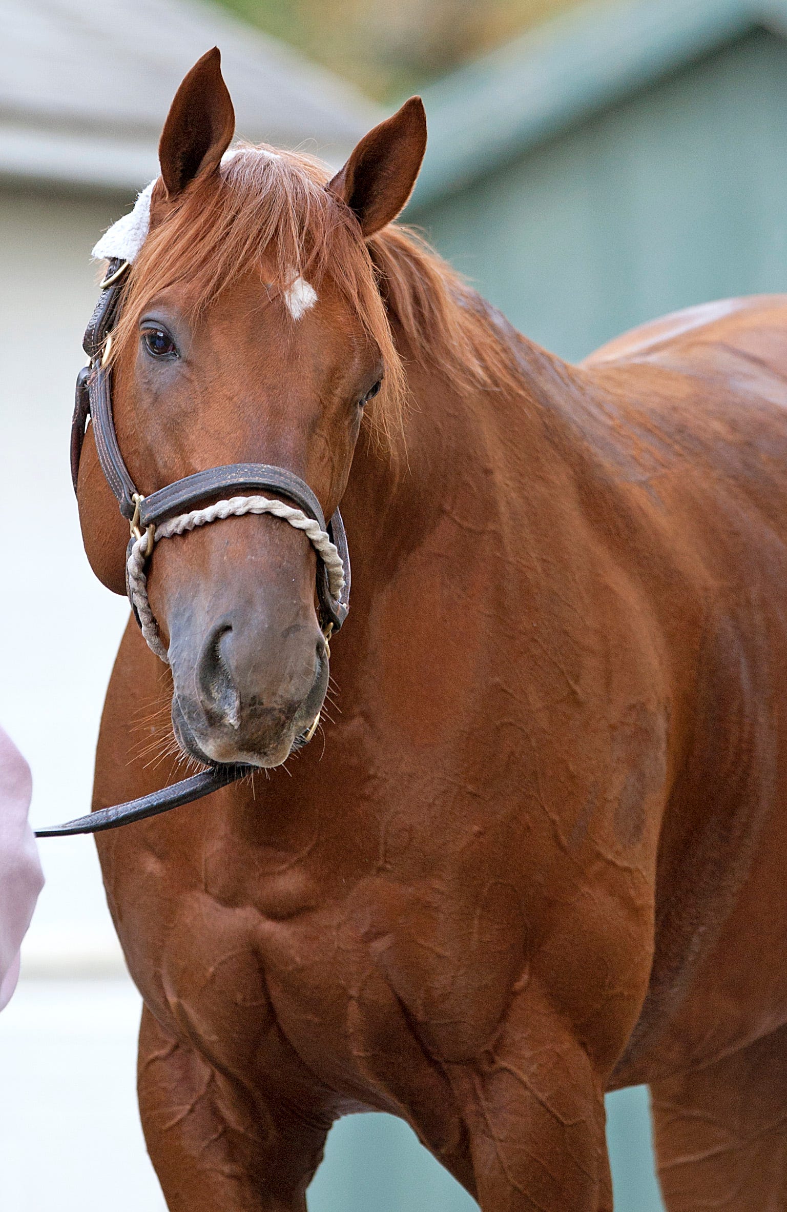 Ice Box, Florida Derby winner, moving to stand at Three Chimneys