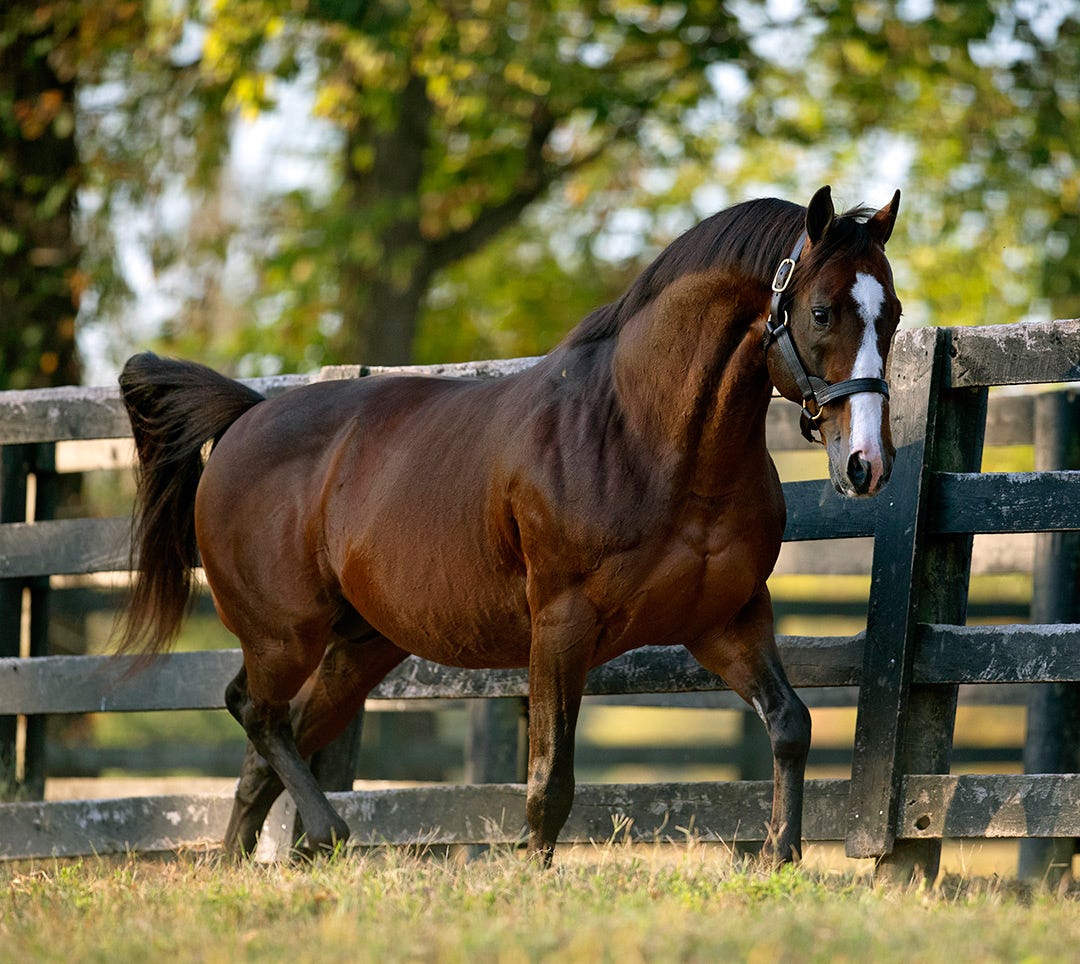 Into Mischief going from strength to strength in sales ring