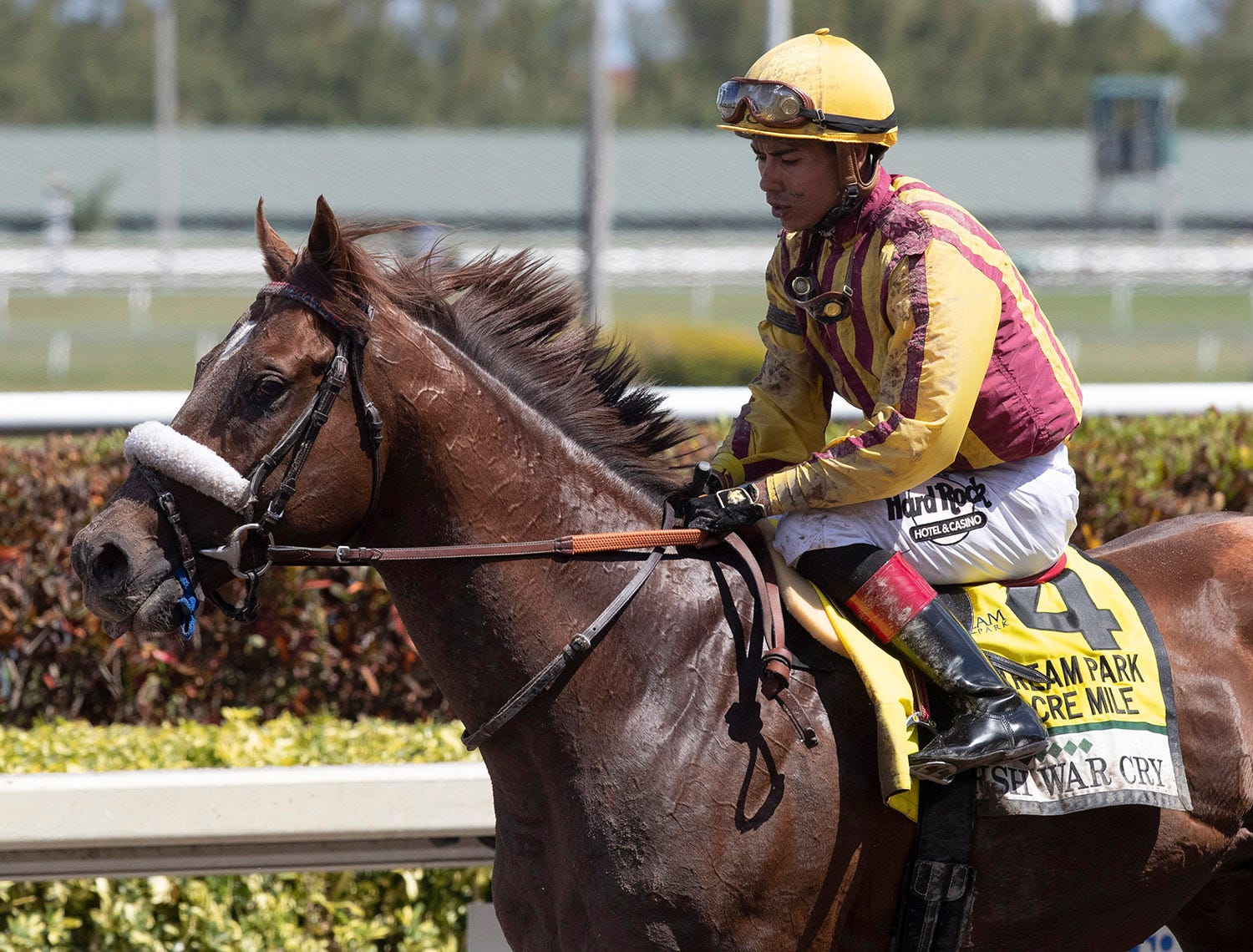Irish War Cry faces sharp rivals in Pimlico Special