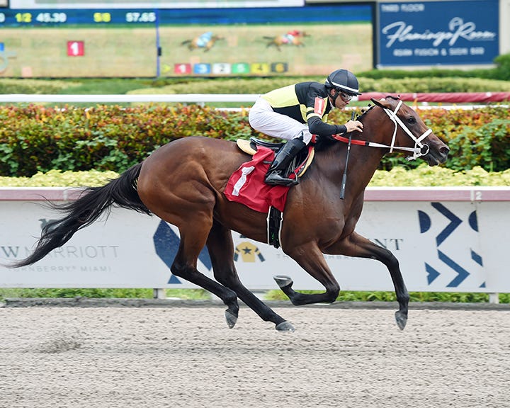 Runaway debut winner J P's Delight heavily favored