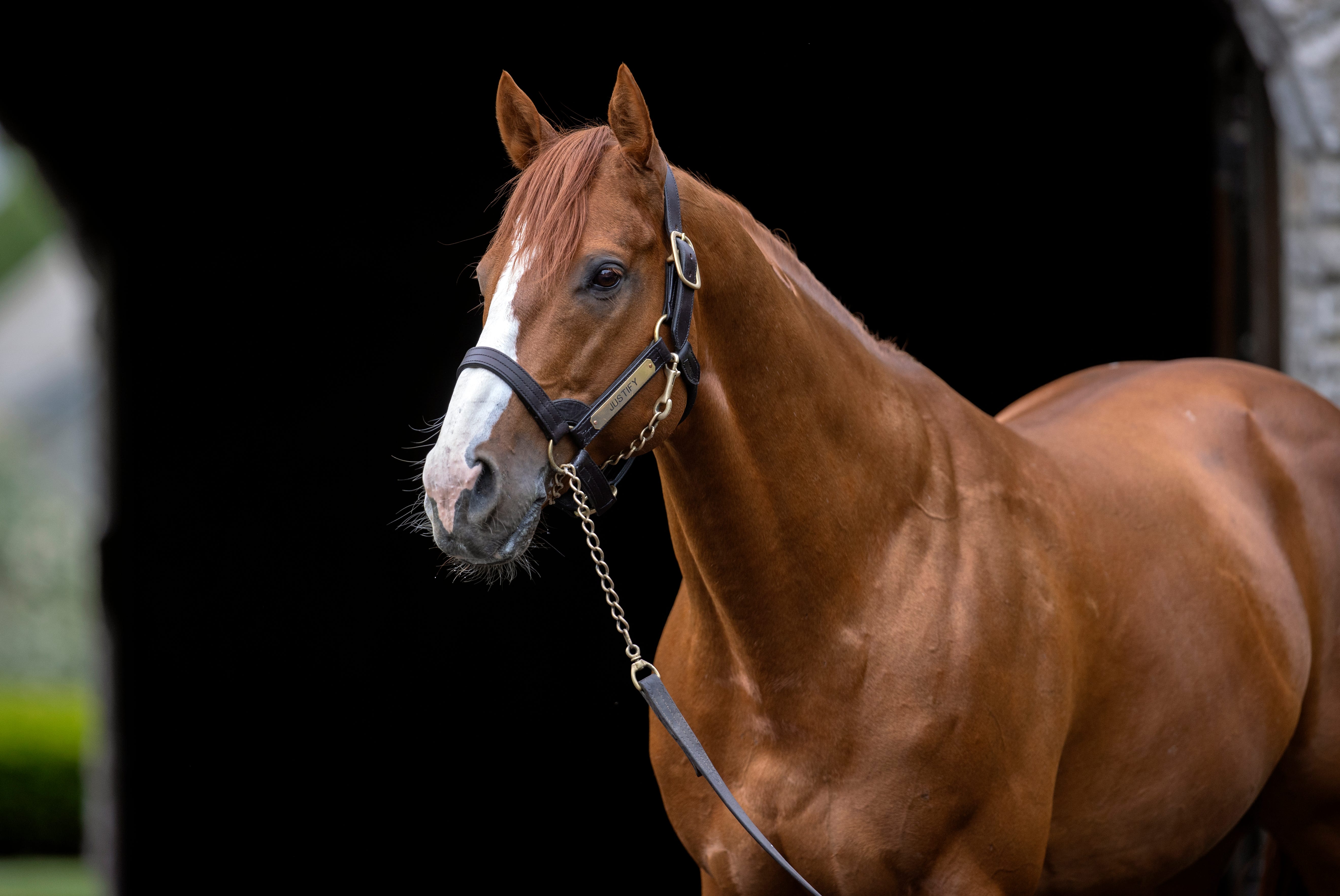 Justify first North American freshman stallion to sire a graded/group ...