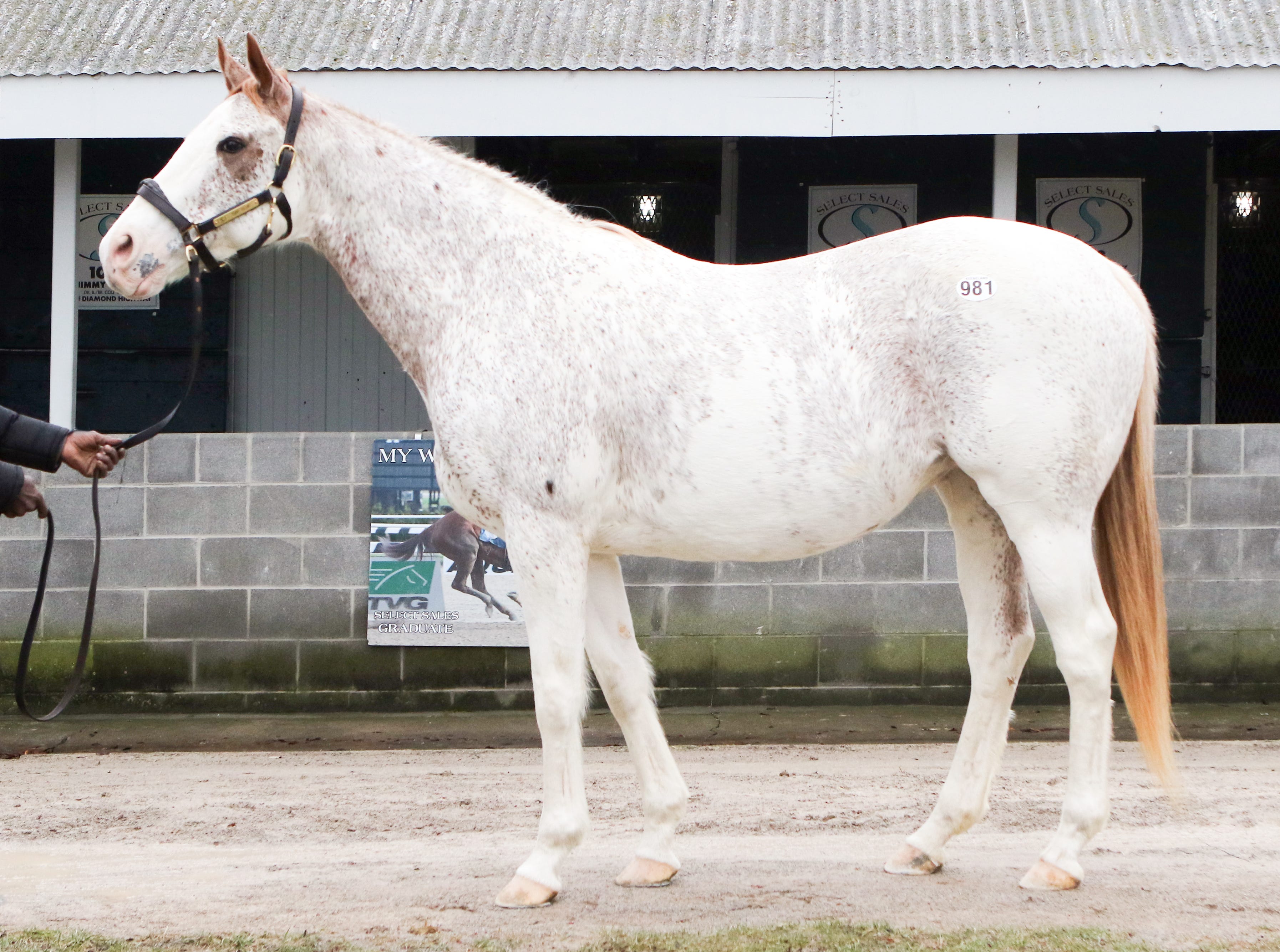Turf Club becomes first white Thoroughbred sold thrice at auction
