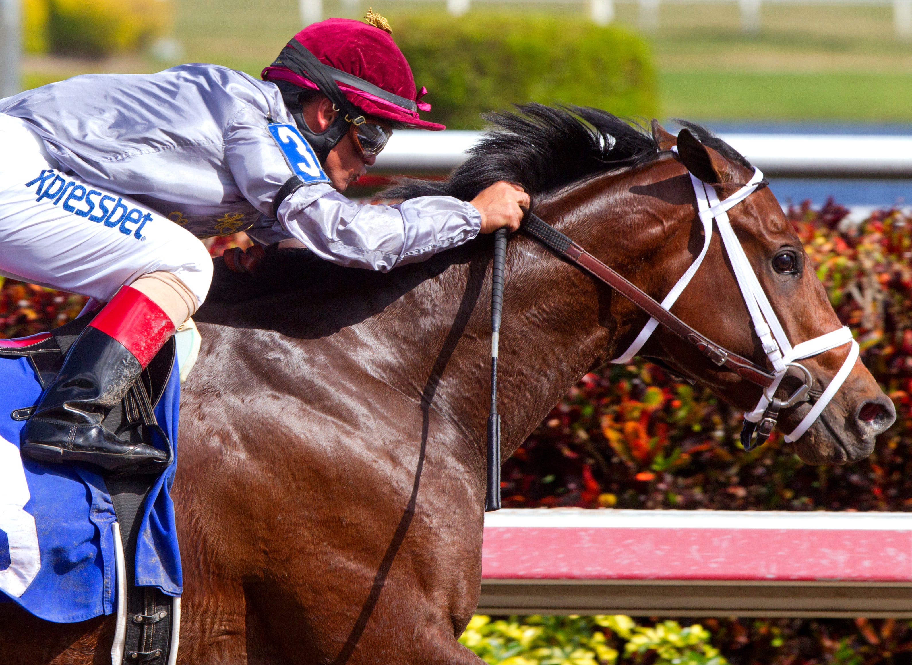 Florida stallions: Khozan making up for short racing career with ...