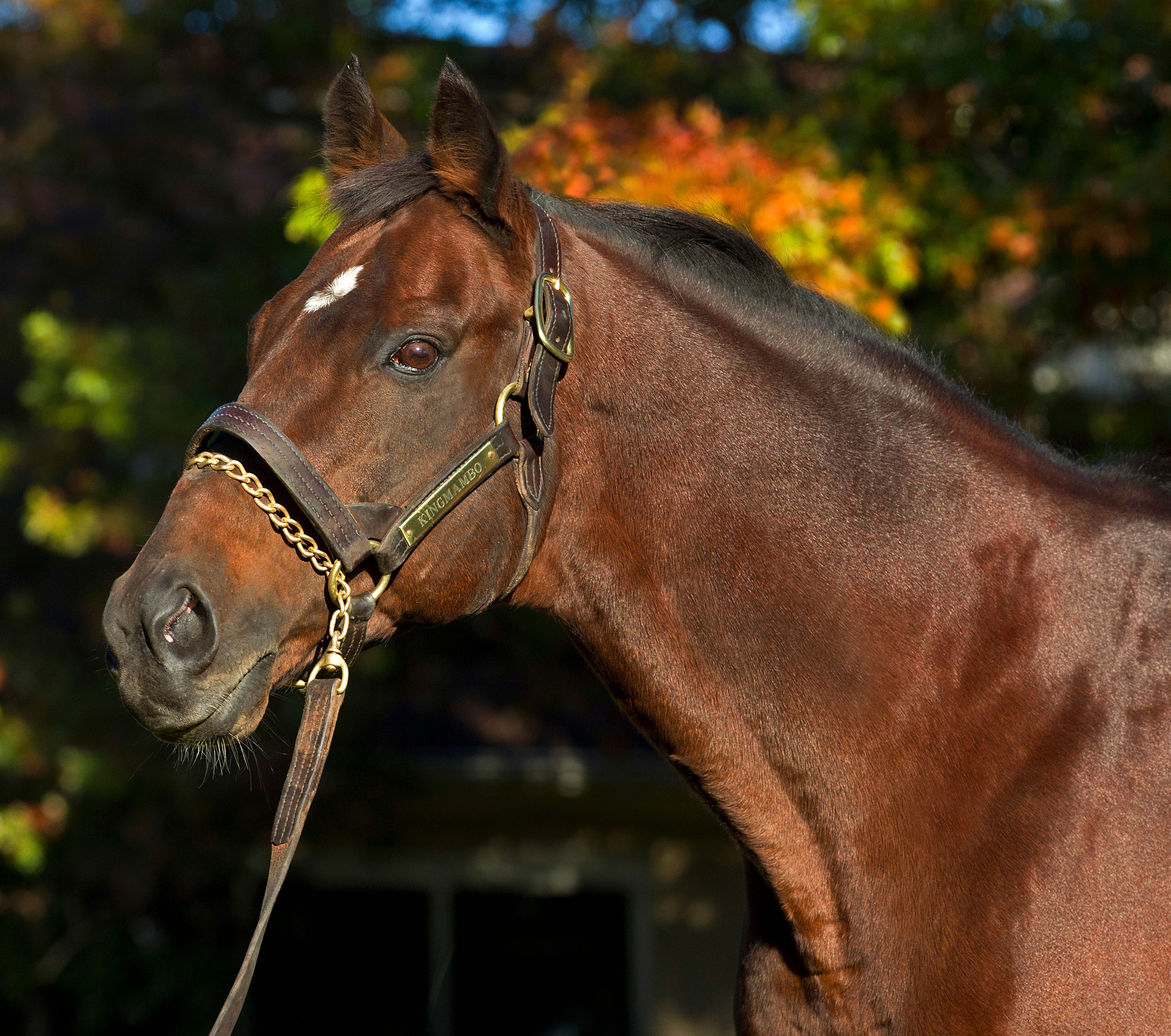 Top sire Kingmambo euthanized at age 26