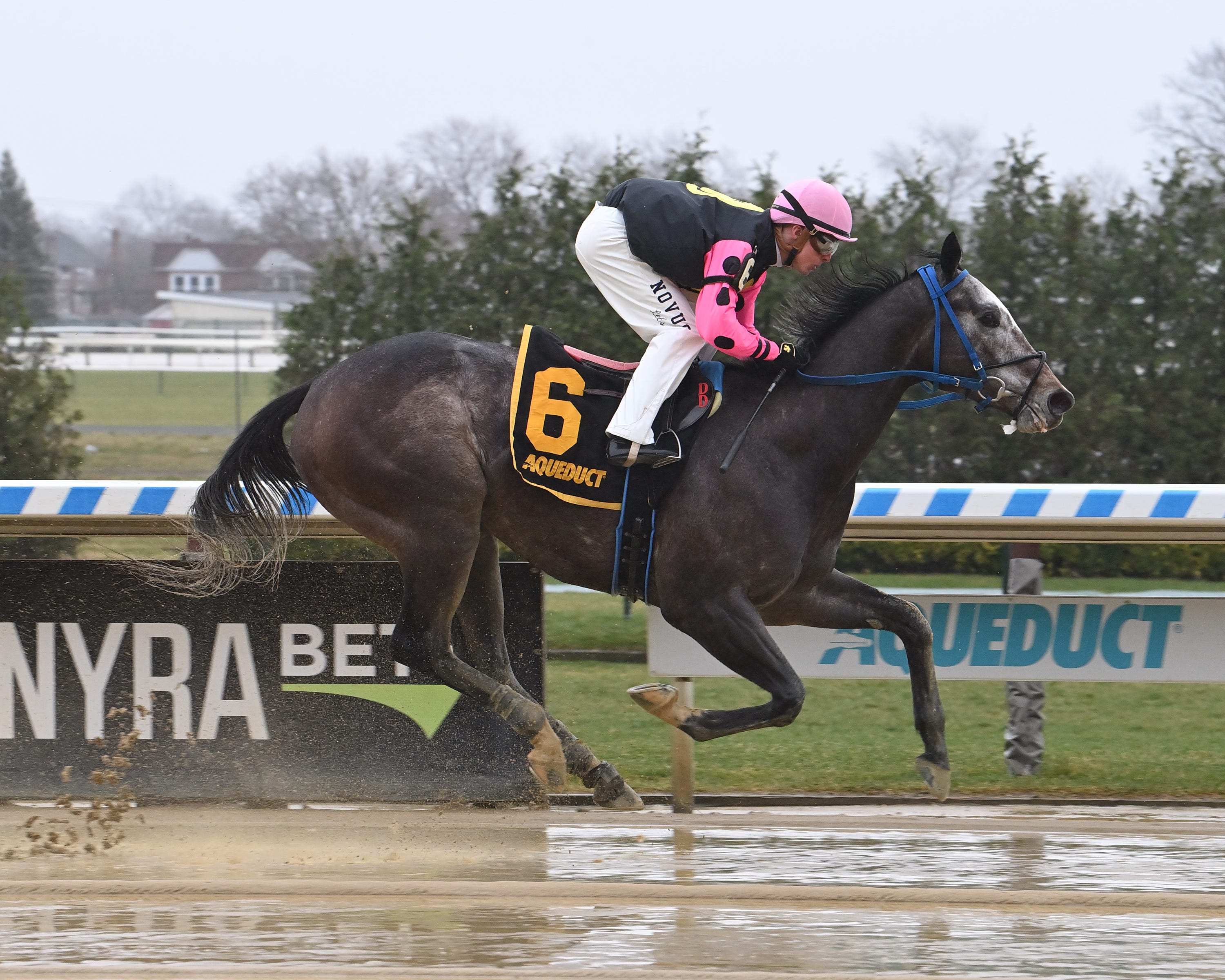 Drew's Gold brings quirks, and a perfect record, to Jimmy Winkfield